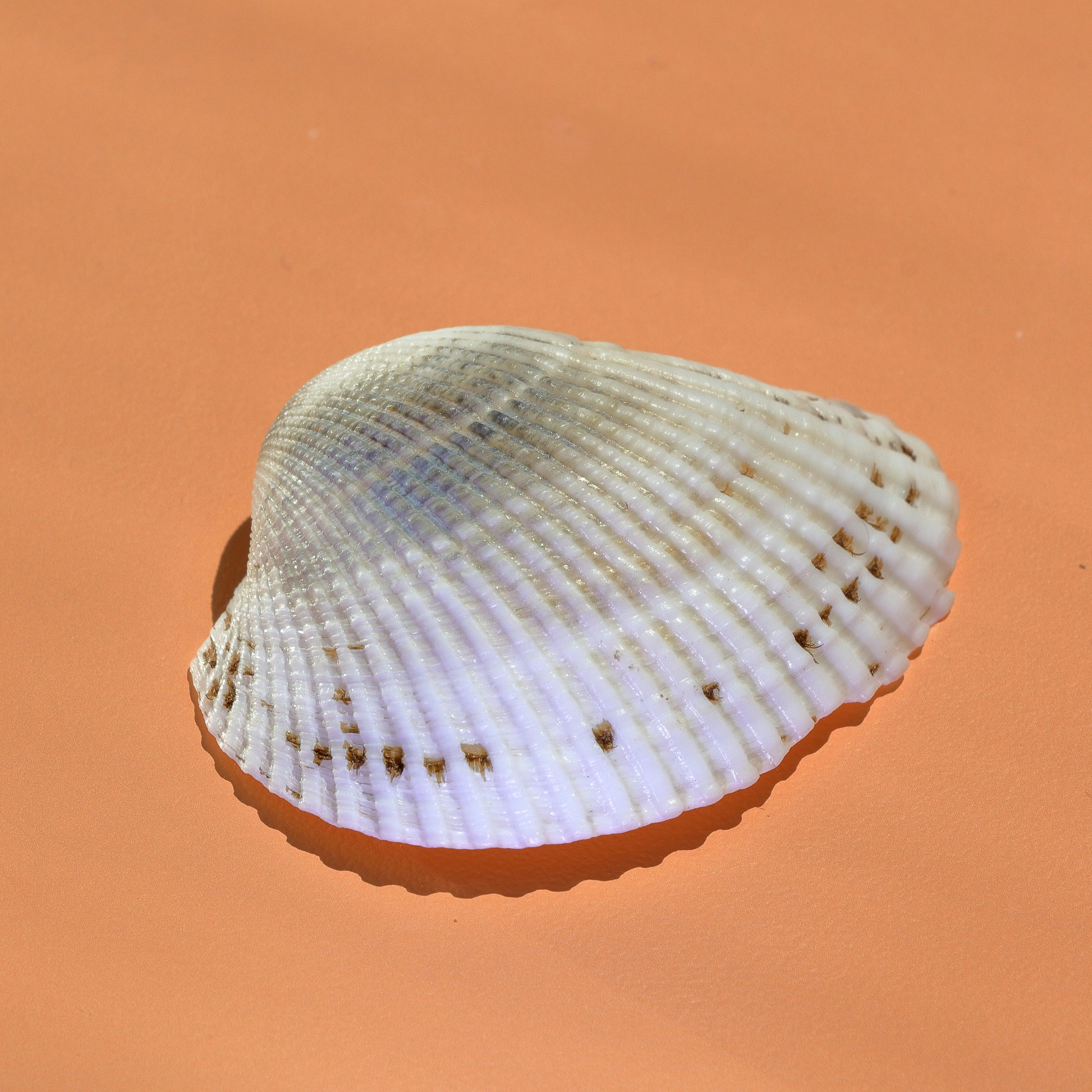 Sunlit Shell on Terracotta Canvas