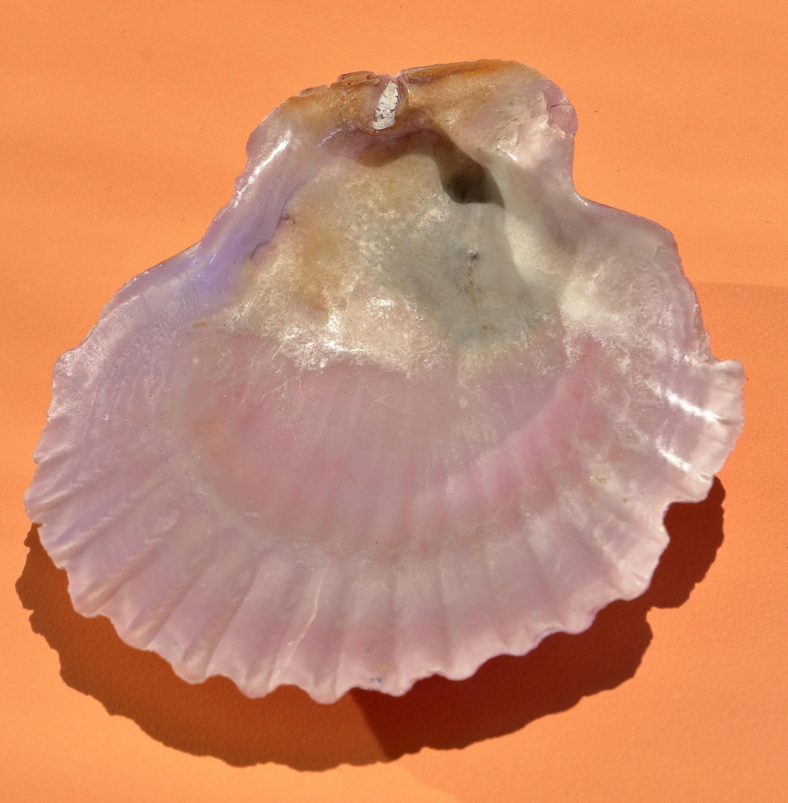 Pearl Shell on Orange: A Soft Sunset Still Life