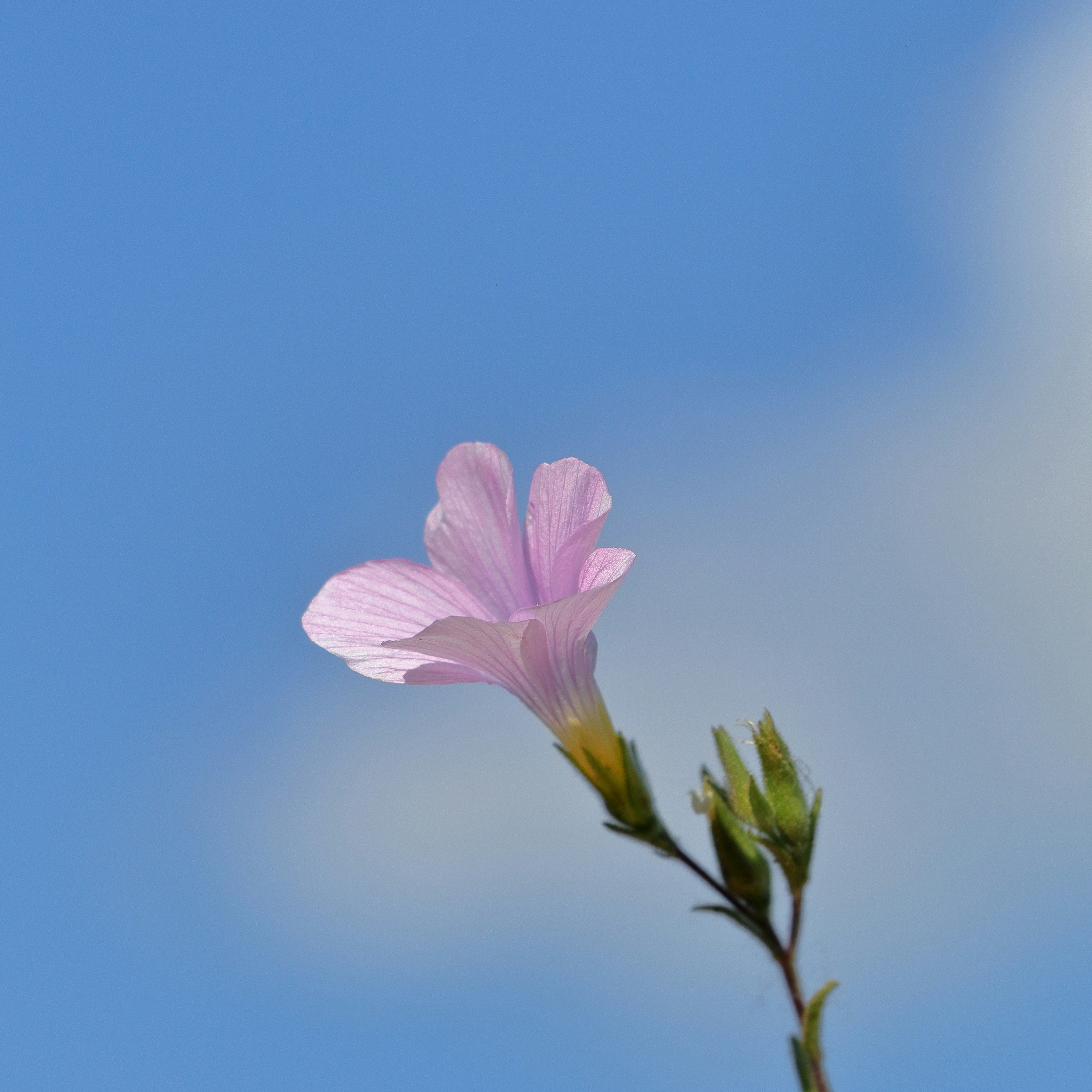 Pink Flower Against a Sky: Delicate Framing in Soft Focus