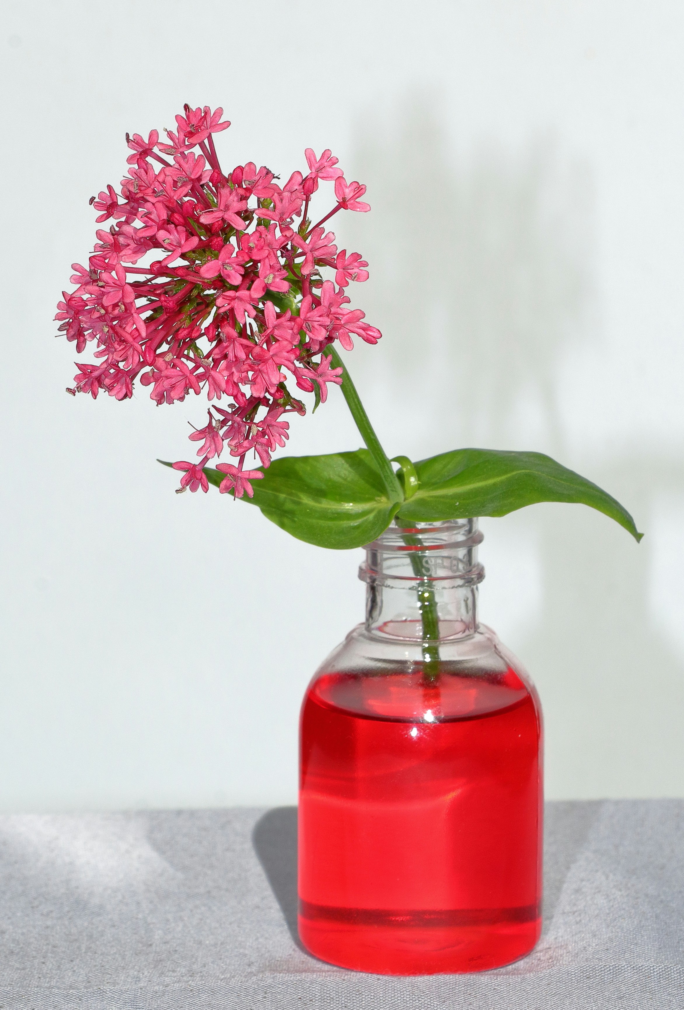 Crimson Bloom in Glass Vase: A Minimal Still Life