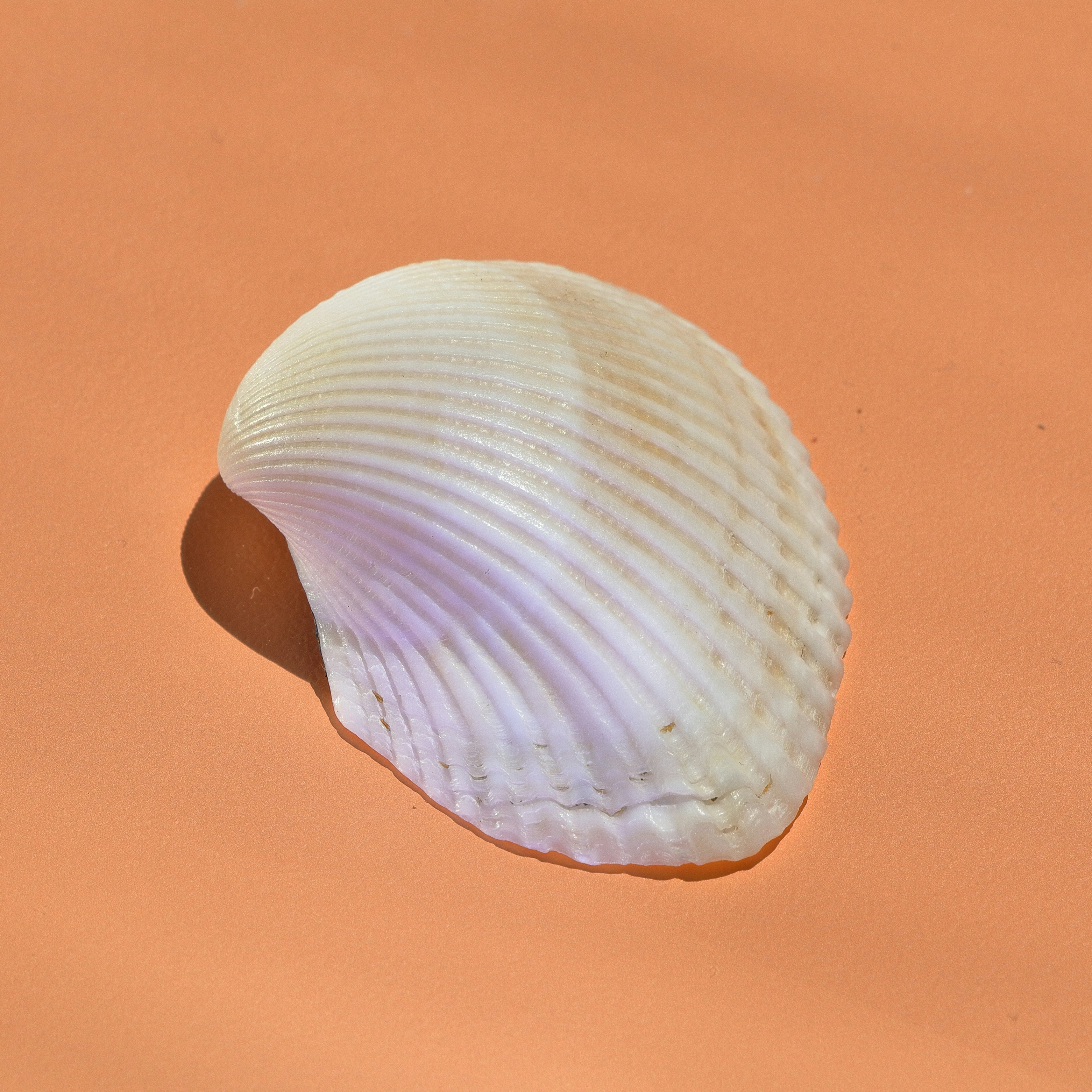 Echoed Crescent: A single seashell on warm coral sand