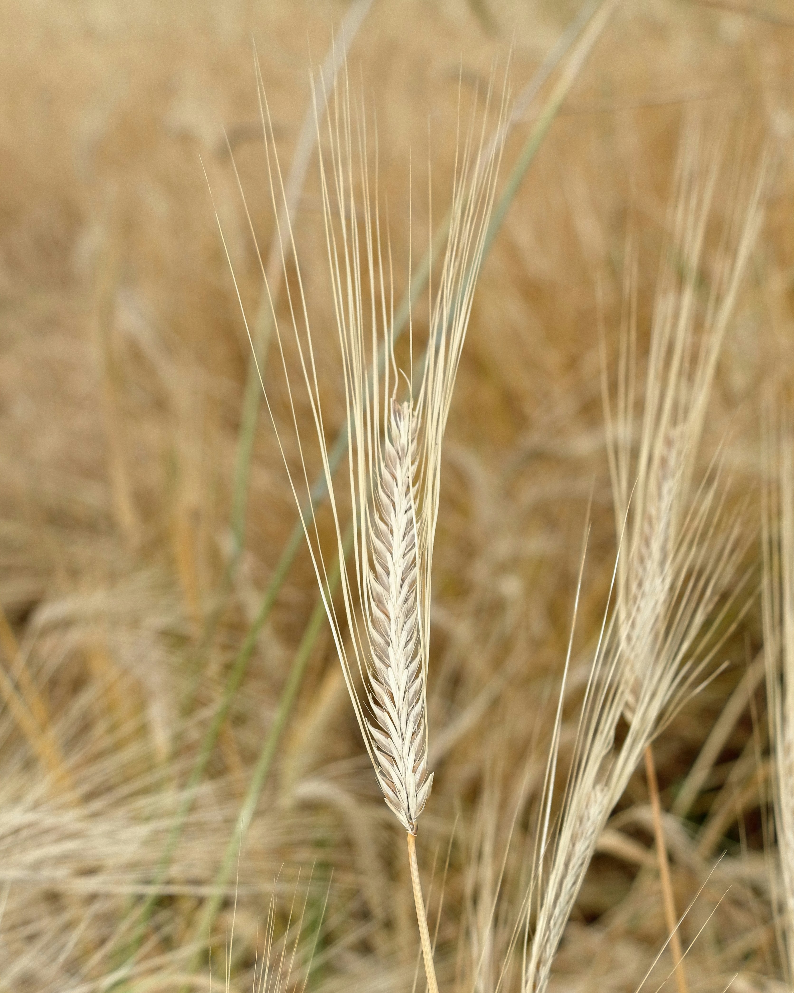 Golden Spike: A Close-Up of Grain in a Quiet Field