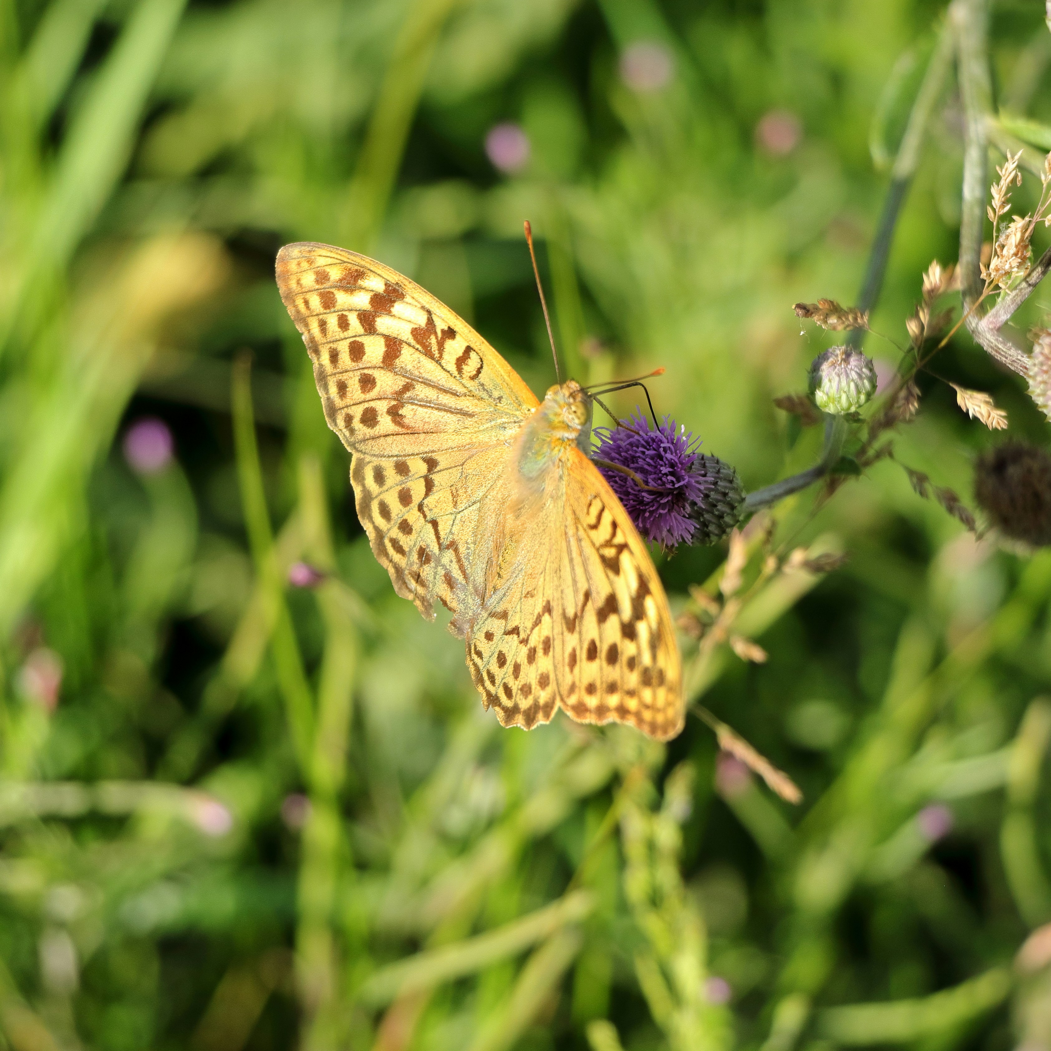 Golden Monarch on a Wild Purple Bloom