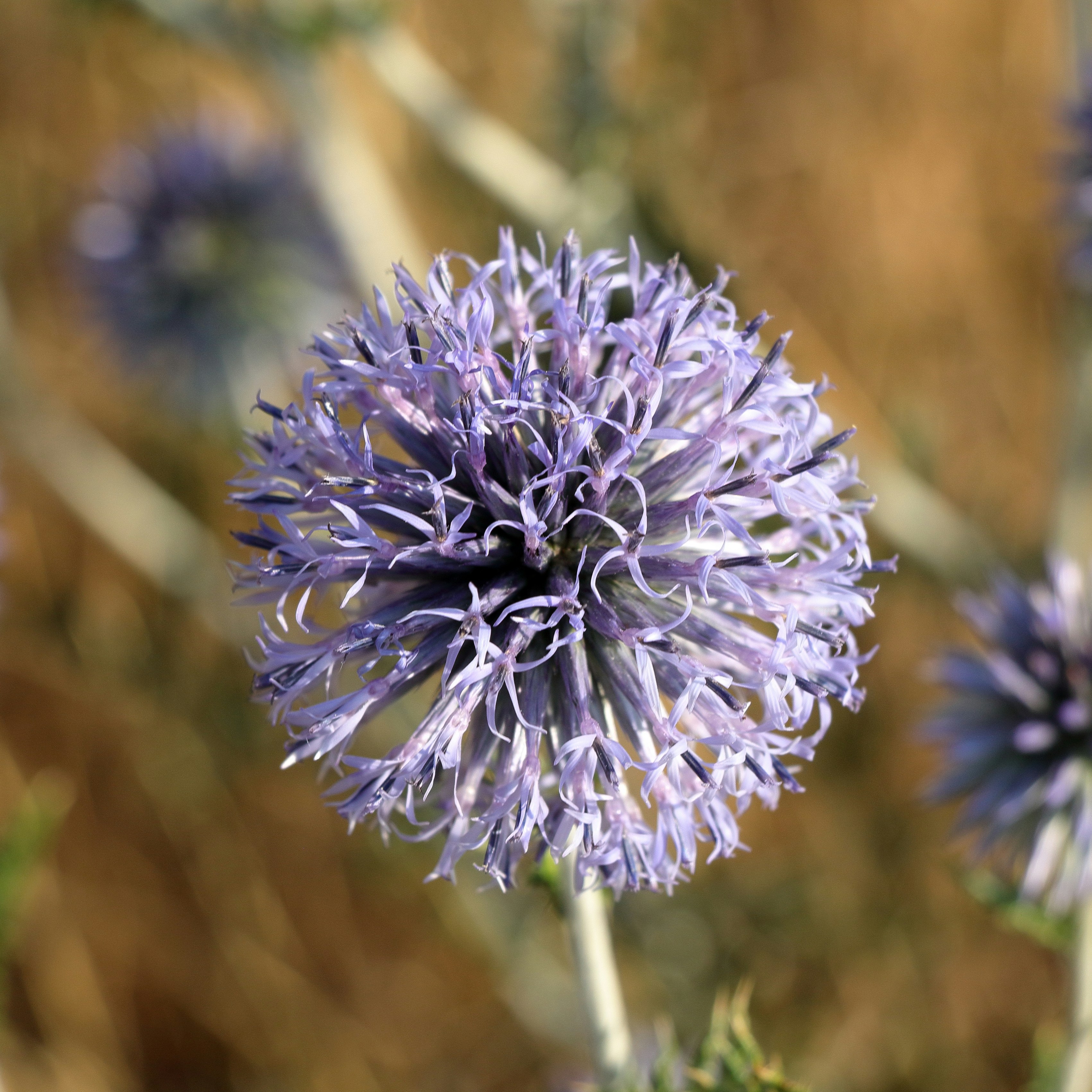 Lavender-blue Allium in Focus: a Close-Up of a Blooming Globe