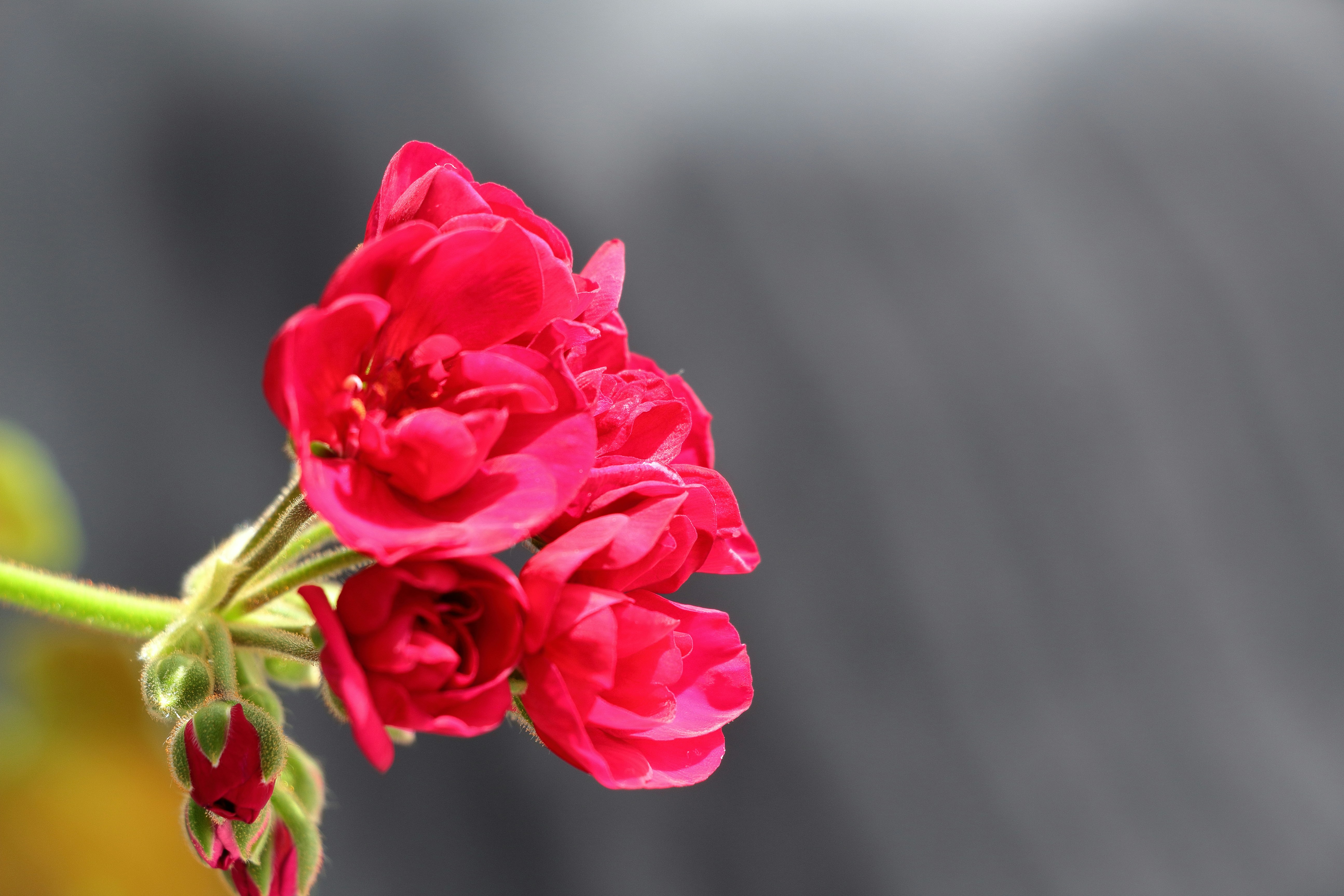 Crimson Bloom Anchored by Soft Blur