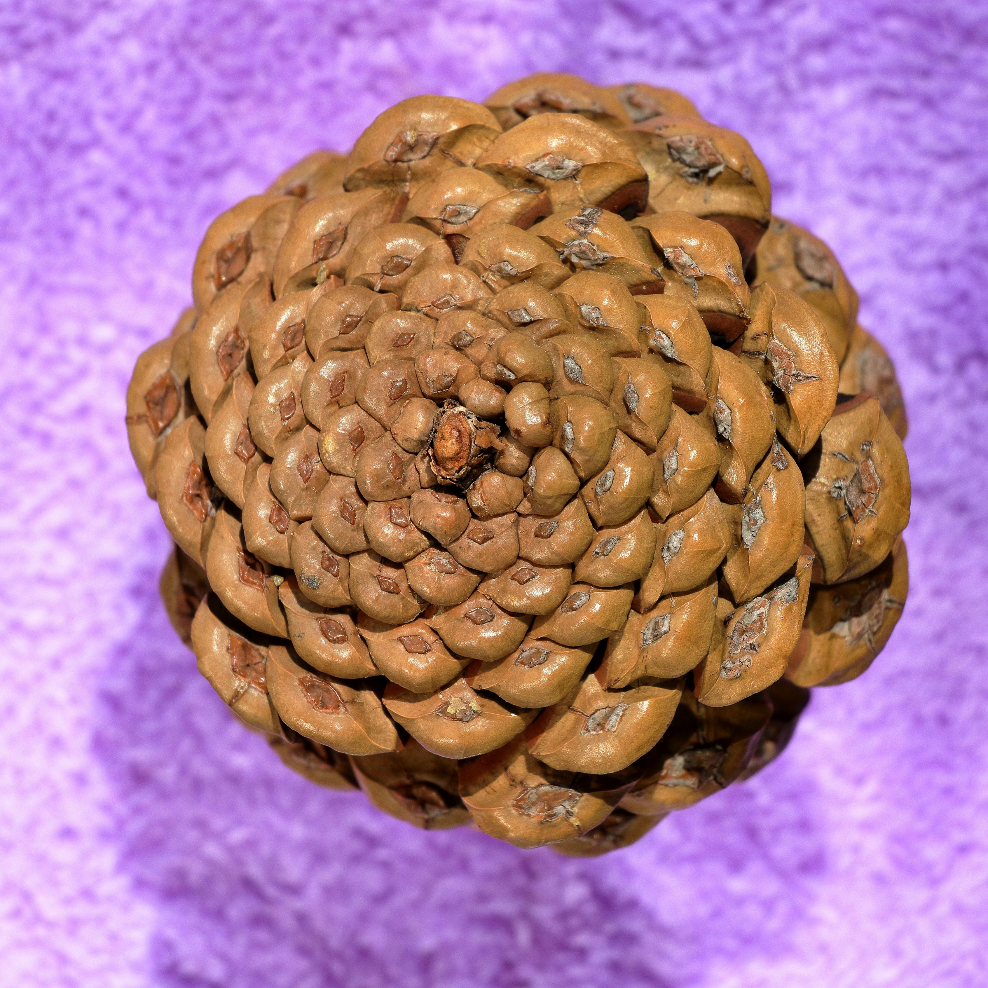 Coiled Bronze Pinecone resting on Lavender Velvet