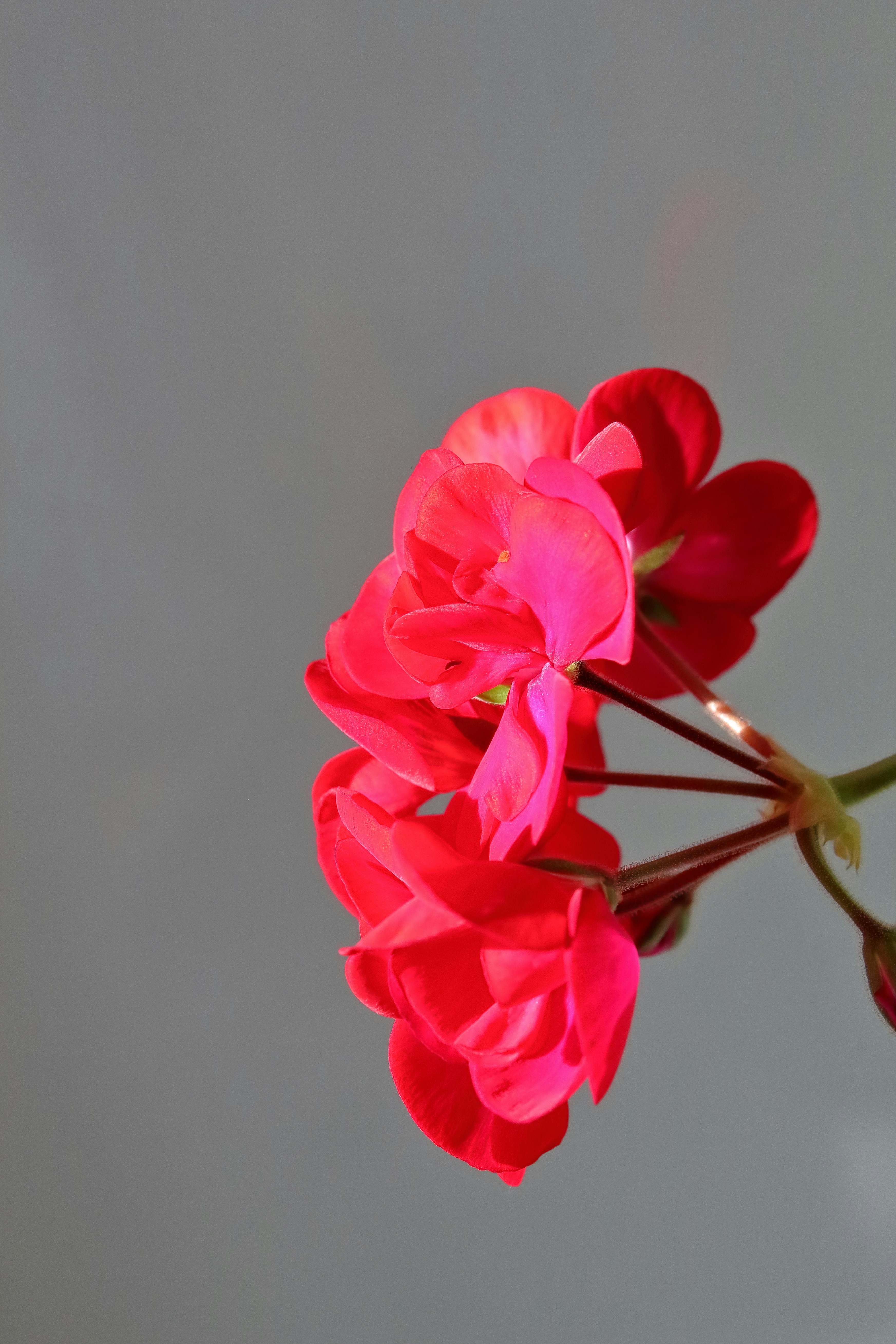 Vibrant Pink Geranium Cluster on a Soft Gray Backdrop