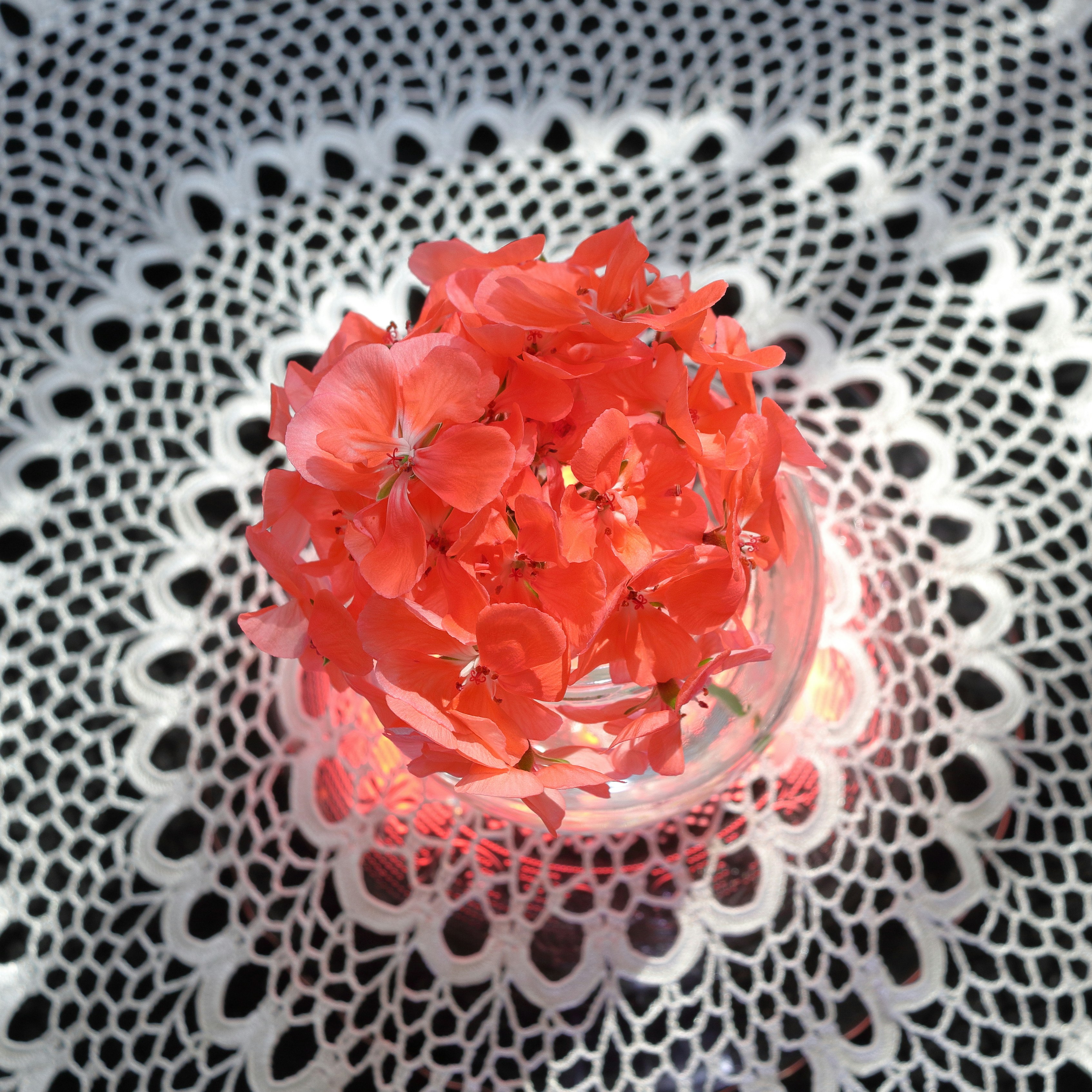 Blossom in Glass: Coral Hydrangea Centered on Lace