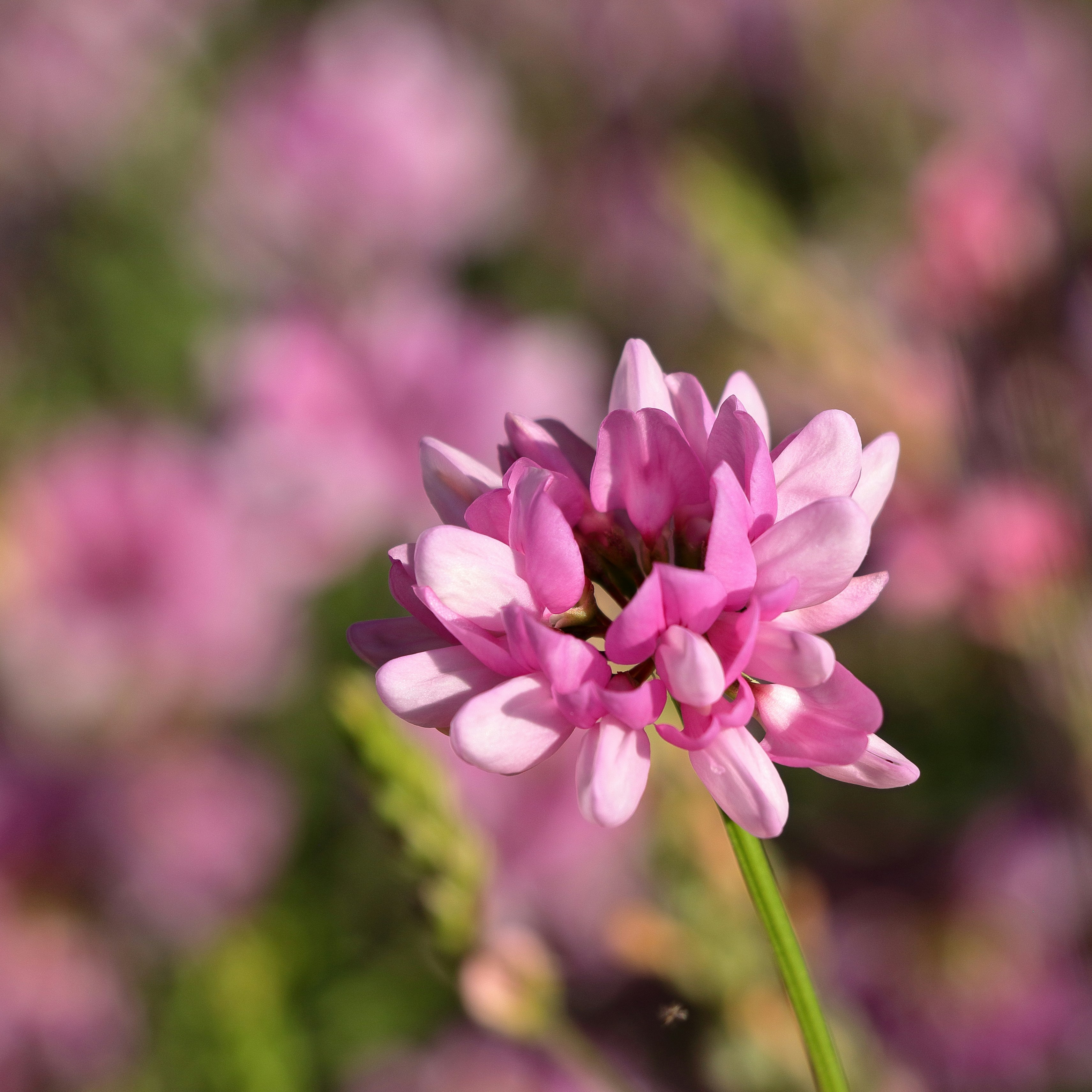 Pink Spotlight: Centered Bloom in Soft Bokeh