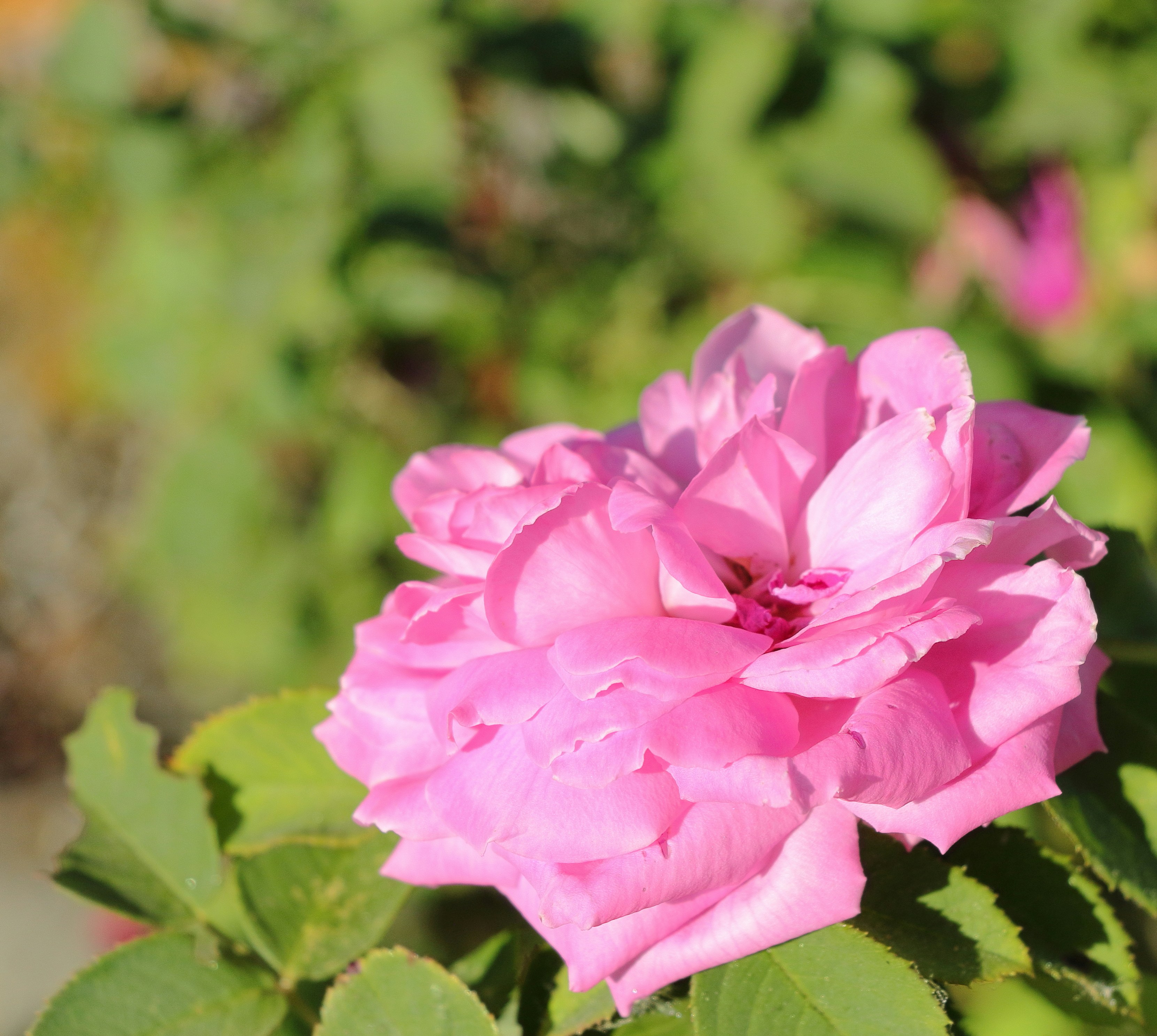 Pink Rose in Soft Focus: A Sunny Garden Moment