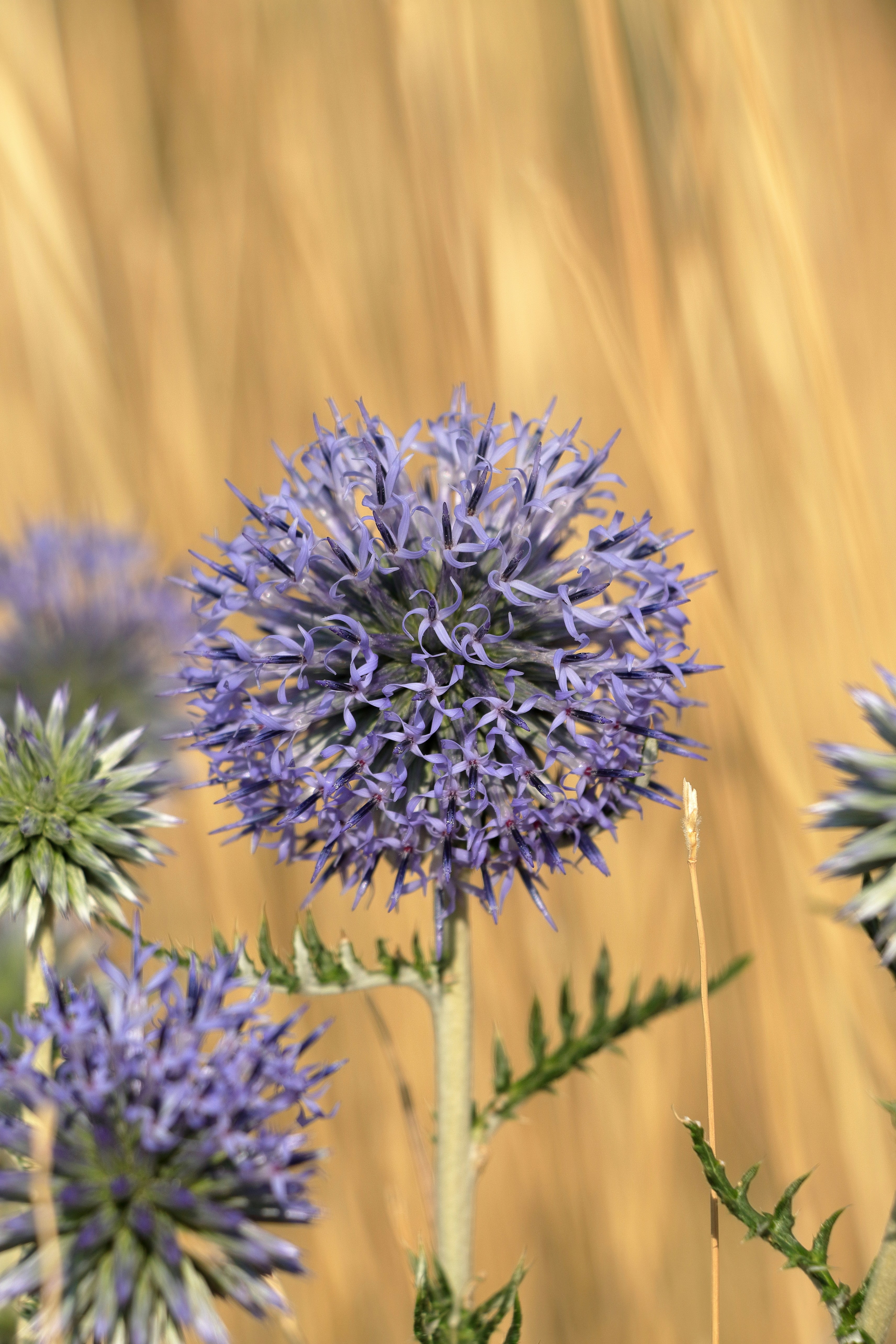 Purple Globe in Golden Field