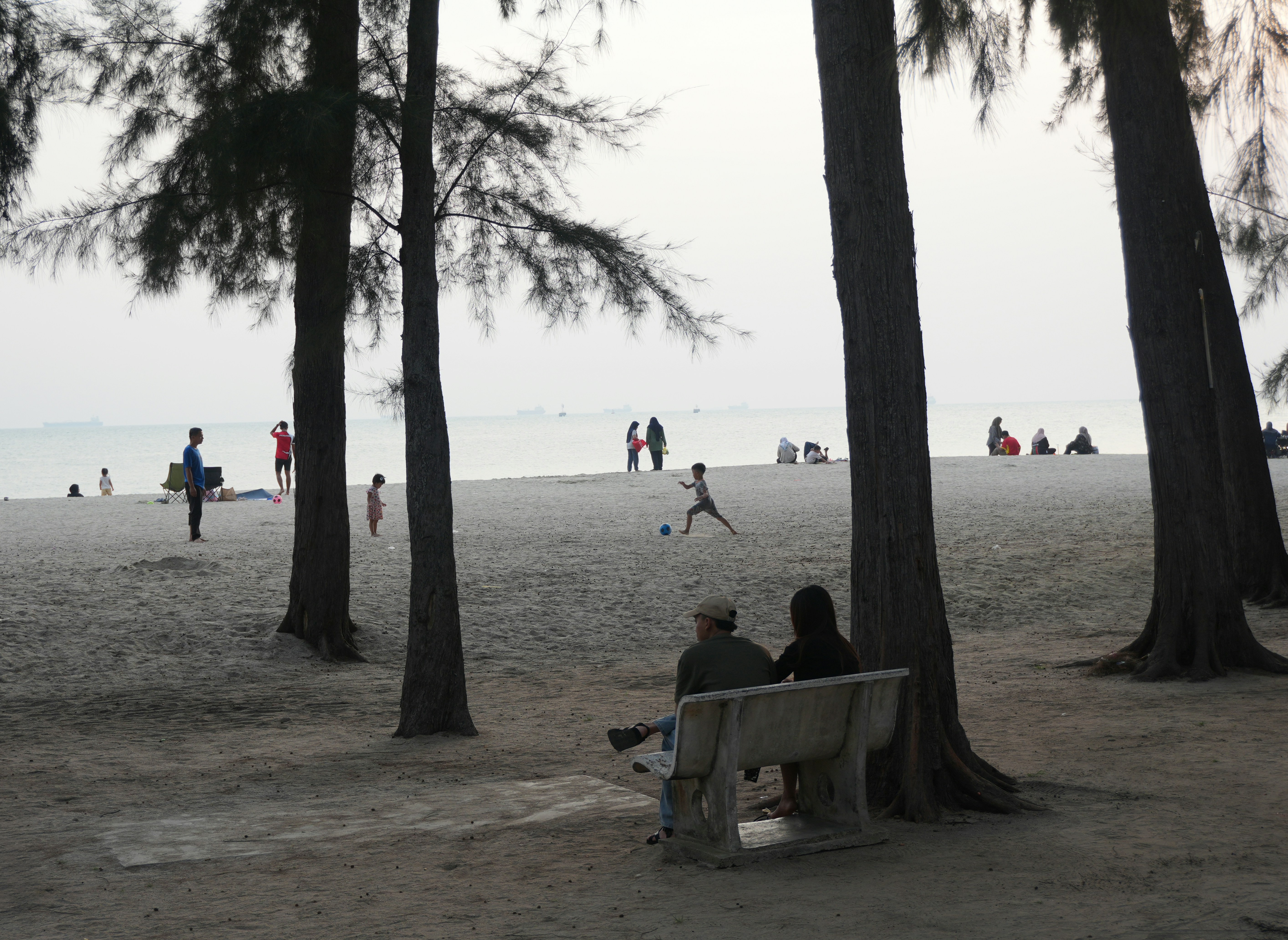 Seaside Bench Beneath Quiet Pines