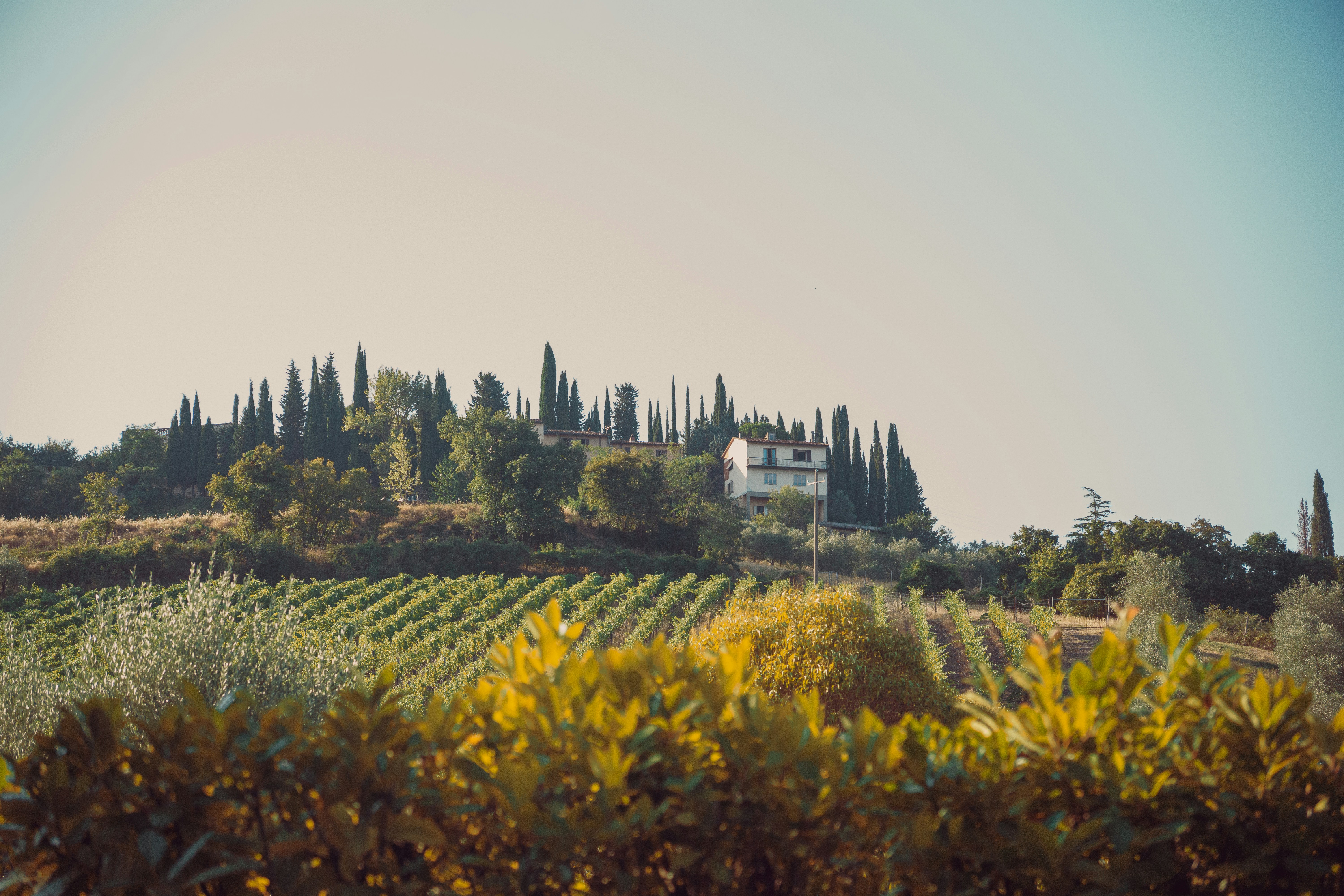 Vineyard Overlook: A Sunlit Rise to the Hilltop Estate