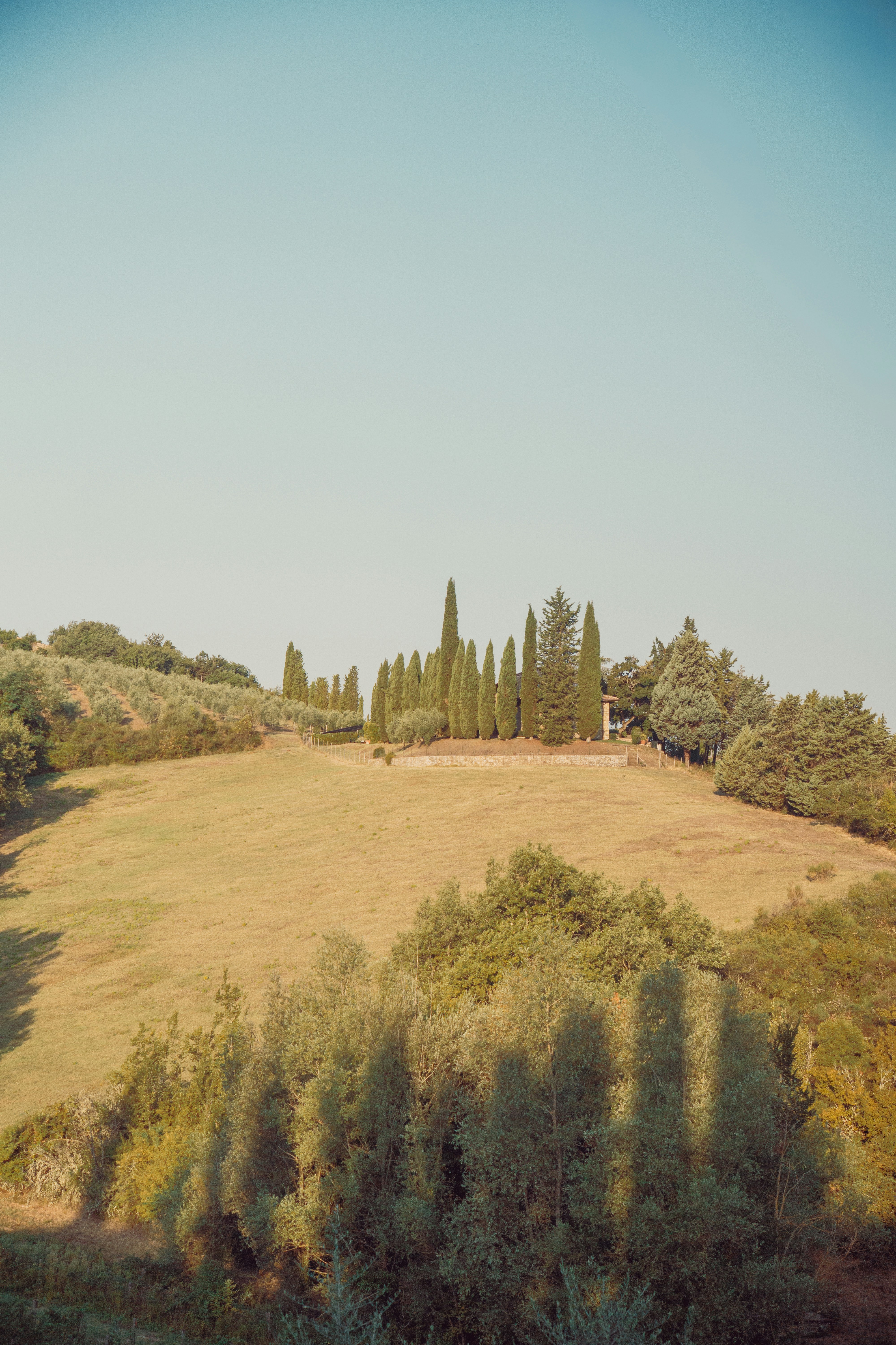Sun-Kissed Hilltop with Cypress Row