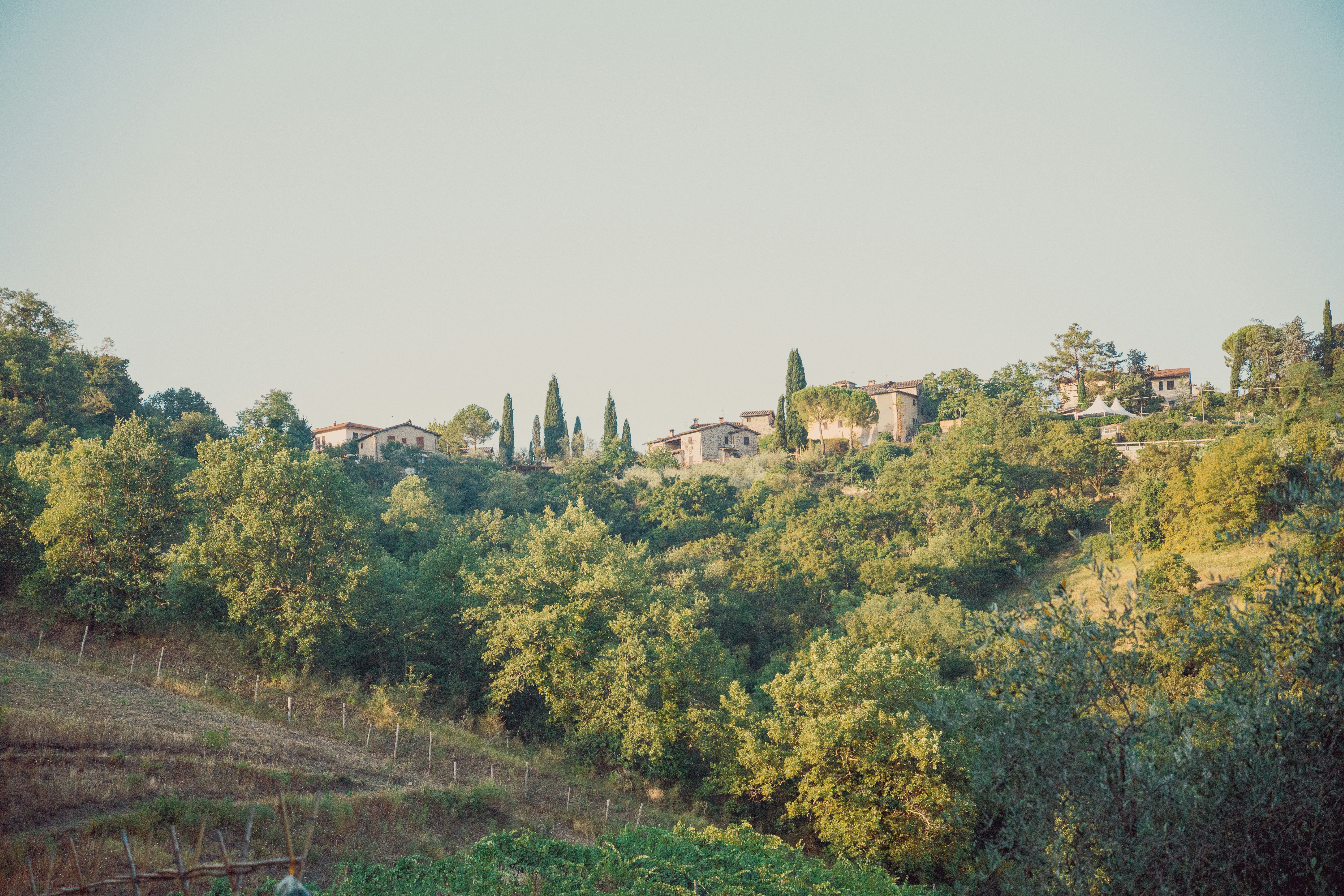 Hilltop Village Quietly Brimming with Olive-Tinted Light