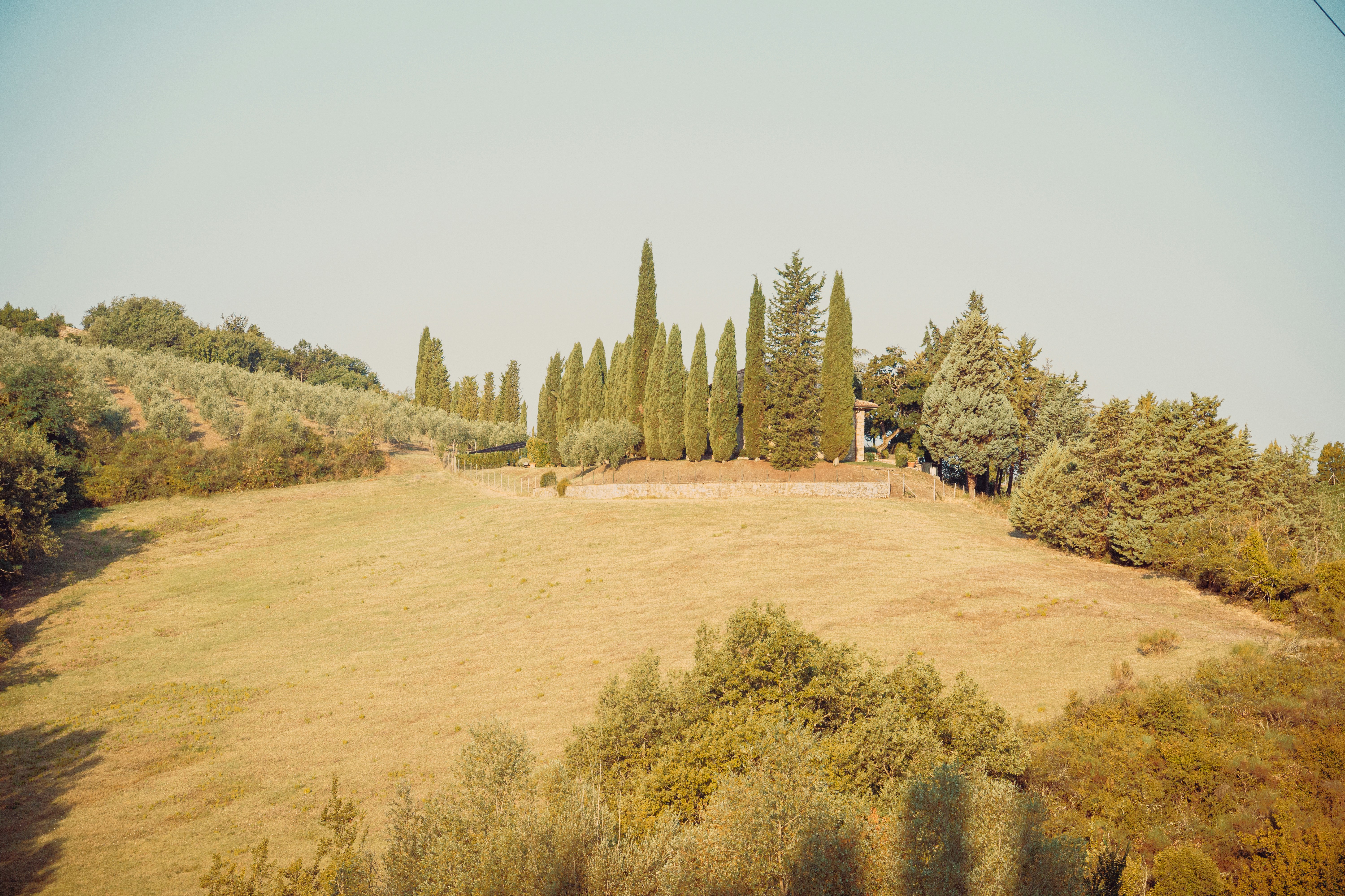 Row of dark cypress silhouettes over sunlit hillside