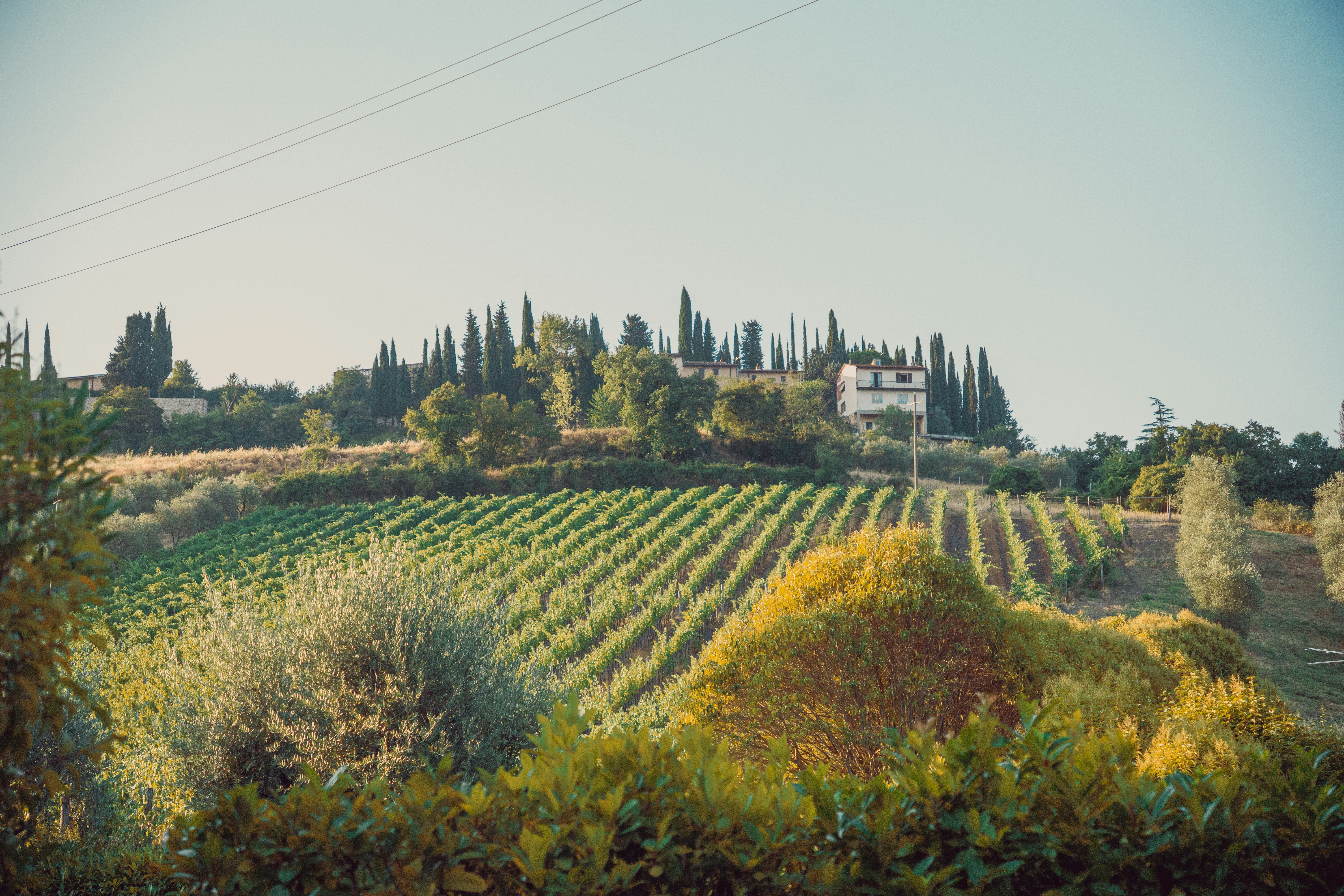 Vineyard Terrace Under a Quiet Autumn Sky