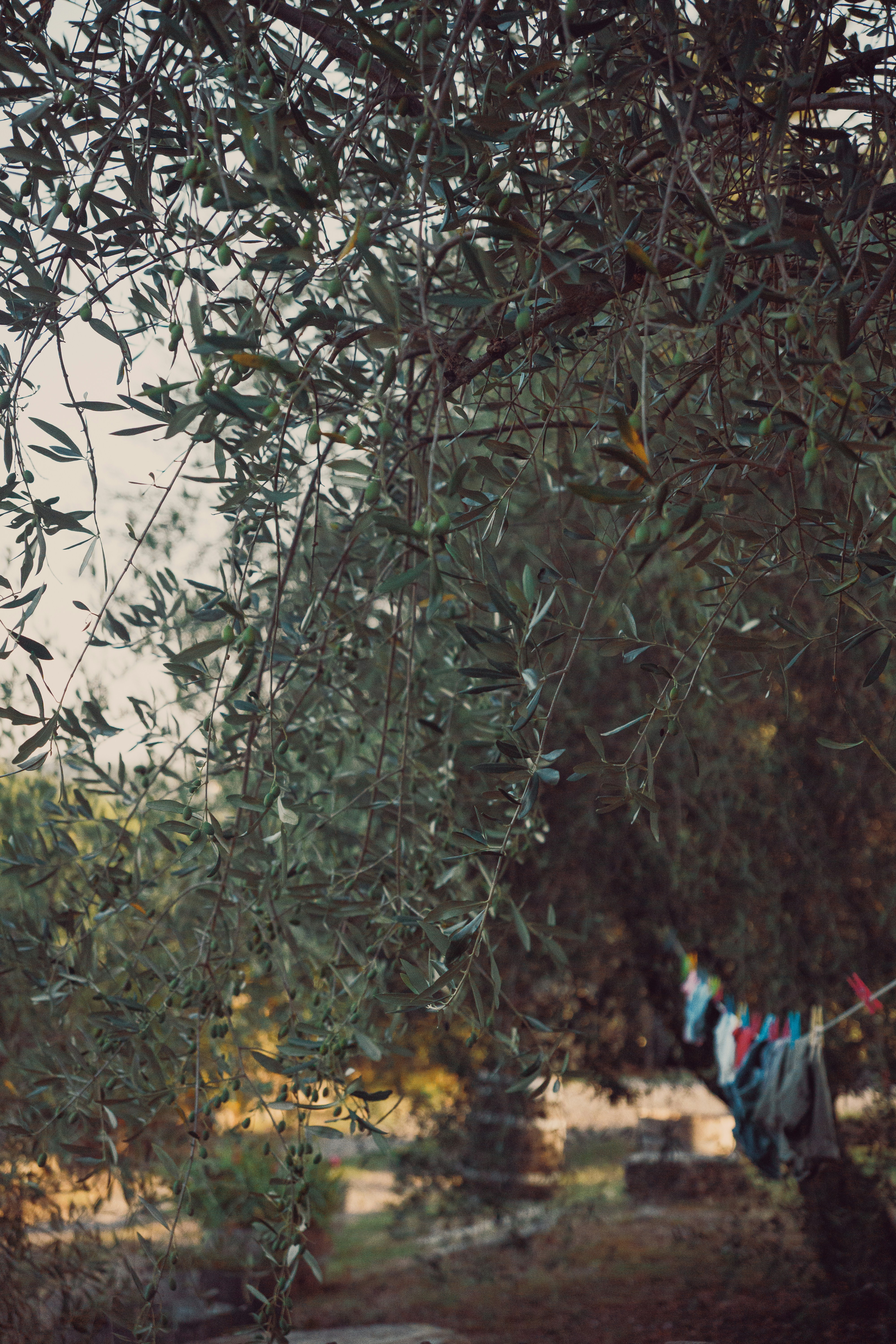 Branches in Focus: A Quiet Yard with Clothesline in Soft Evening Light