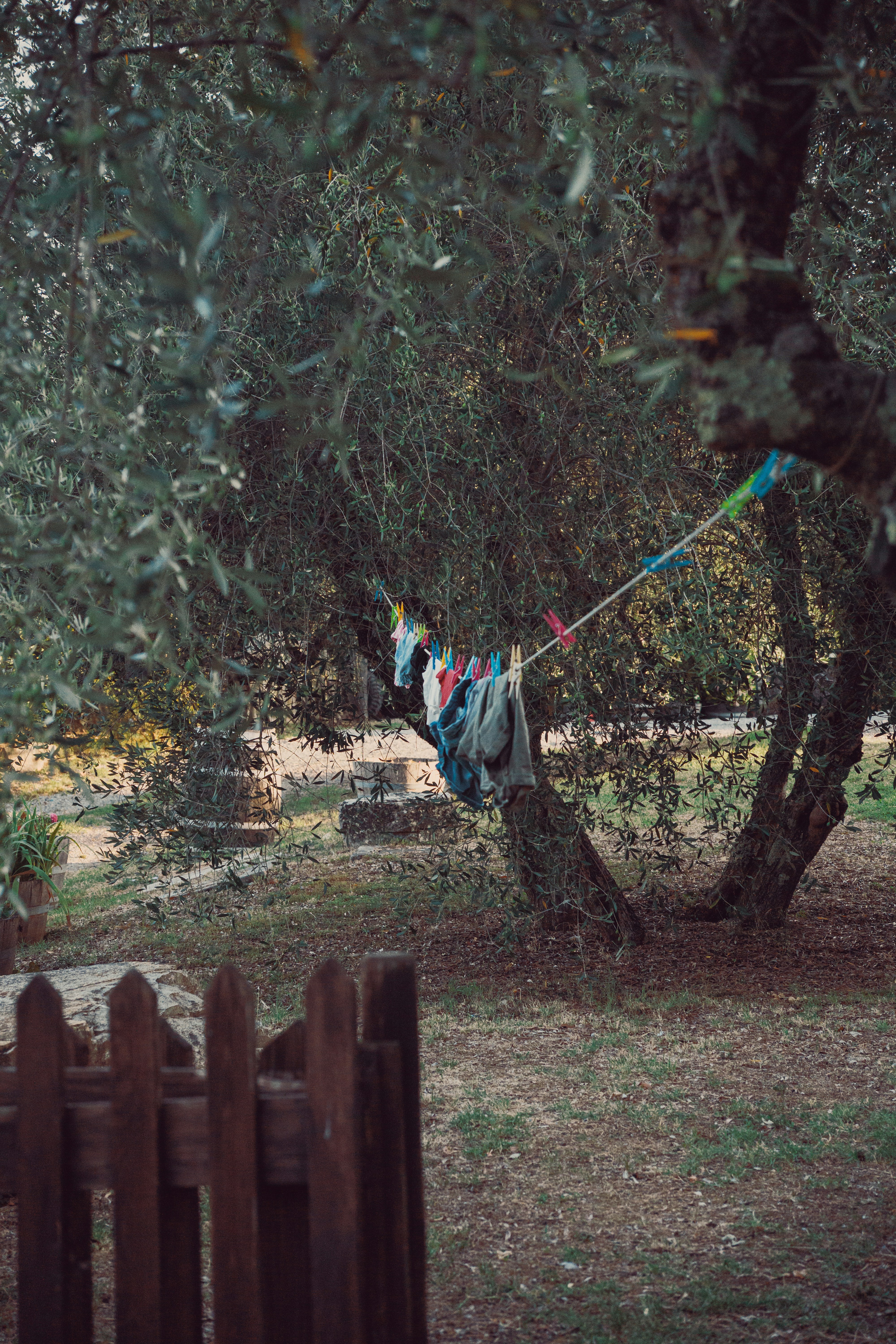 Colorful laundry line in a sunlit olive grove