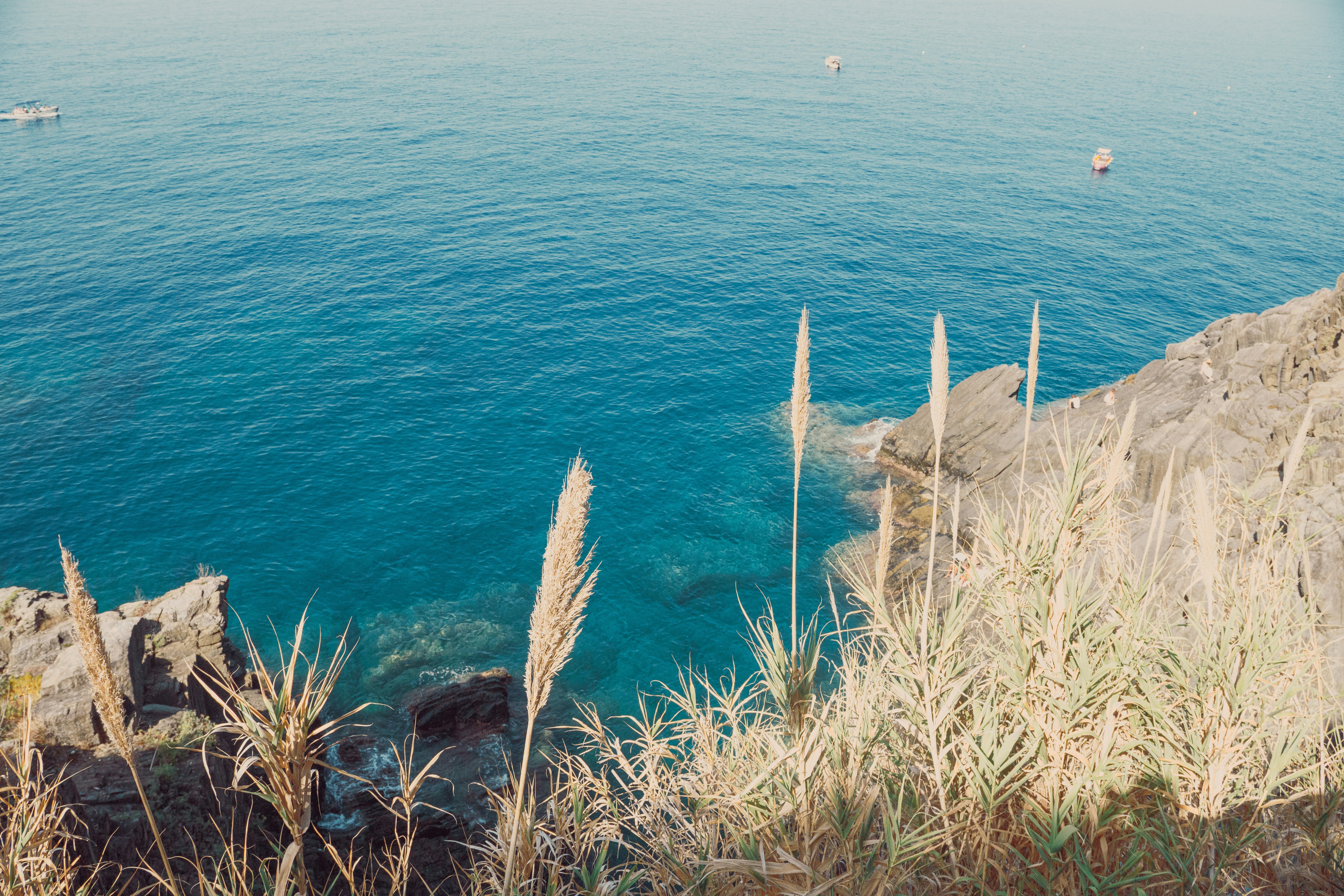 Cresting Coastal Gaze: Wild grasses Overlooking Turquoise Seas