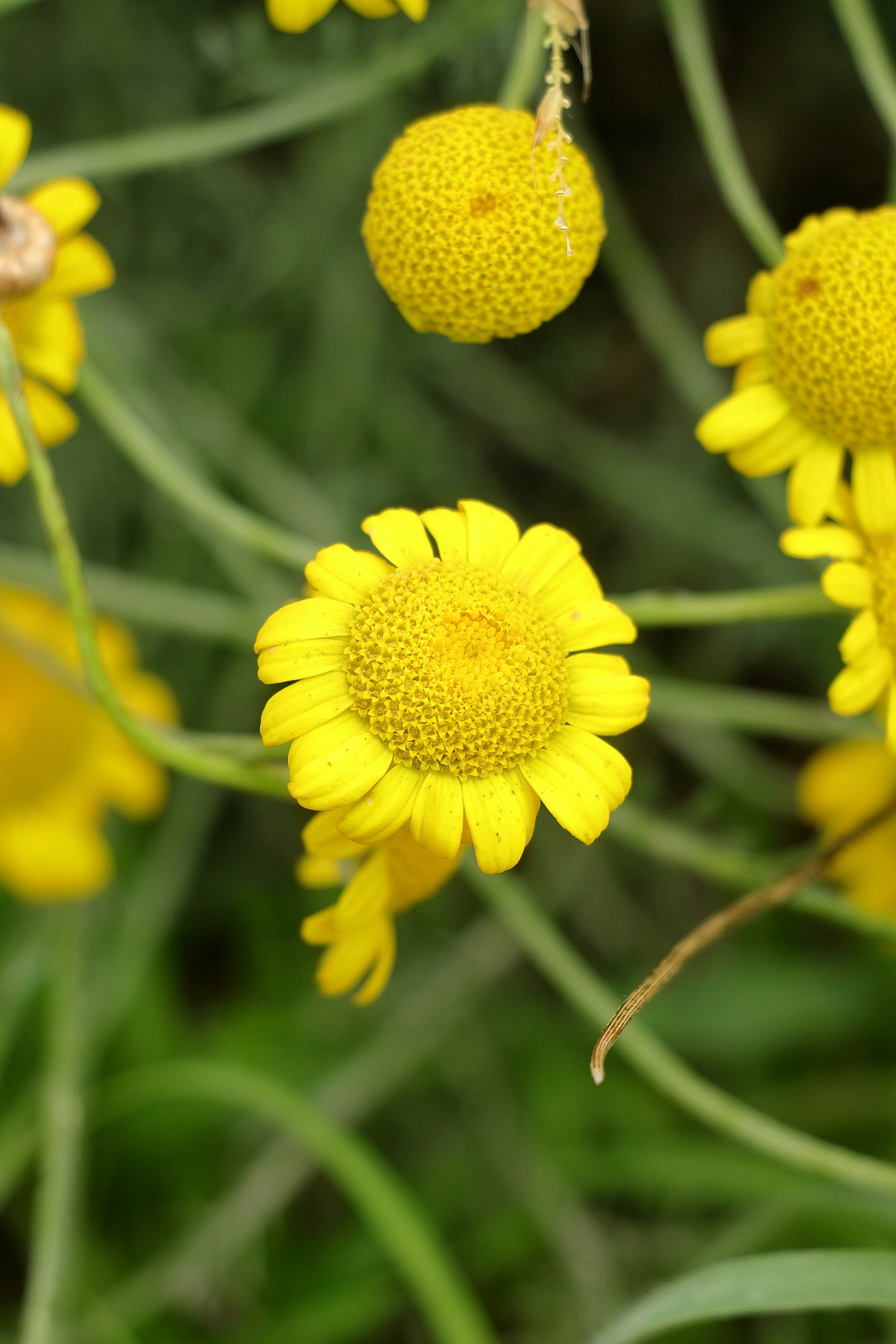 Sunny Daisy Bloom Centerstage