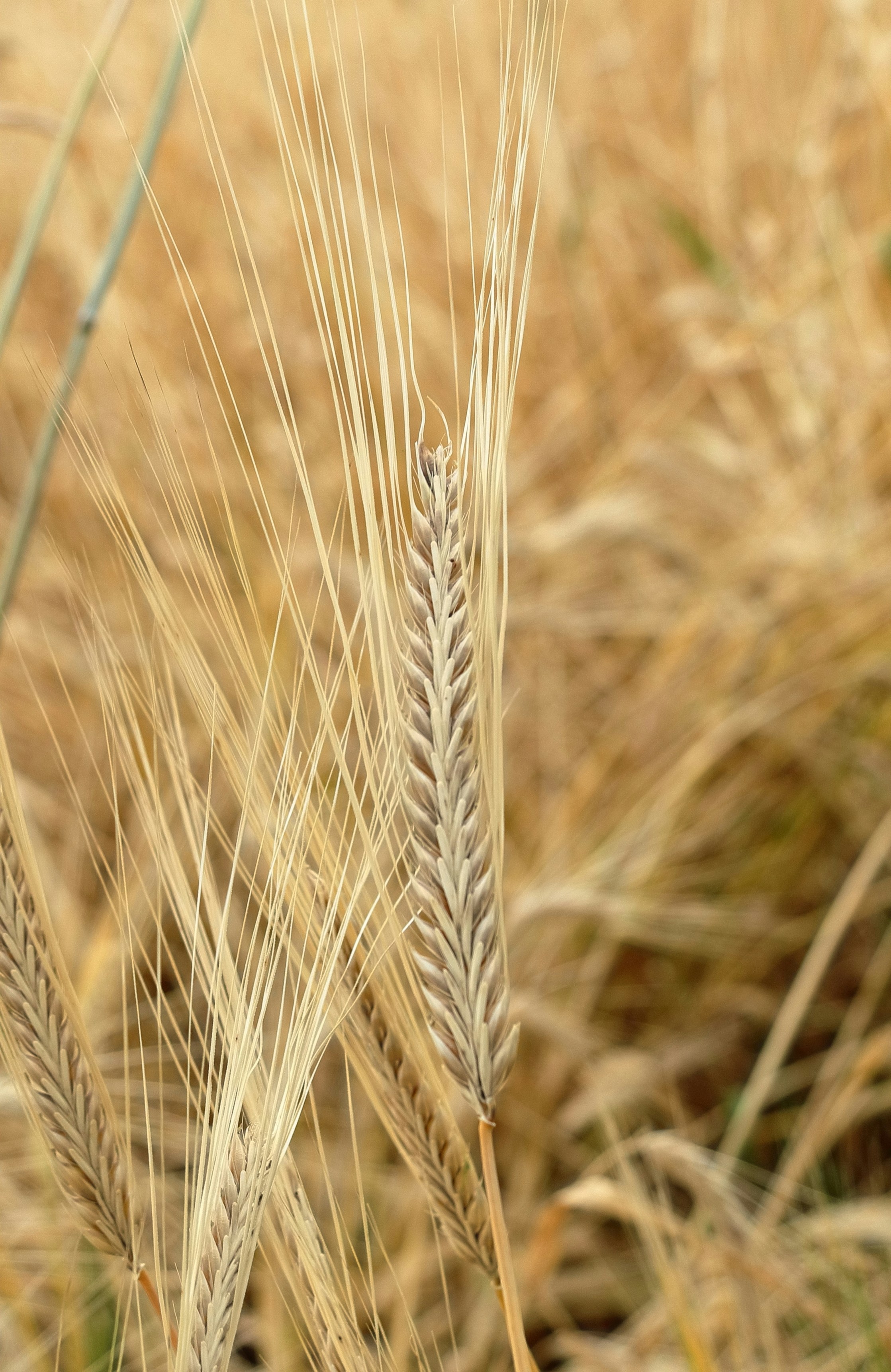 Golden Spike: A Close-Up of Weaving Ears in a Field