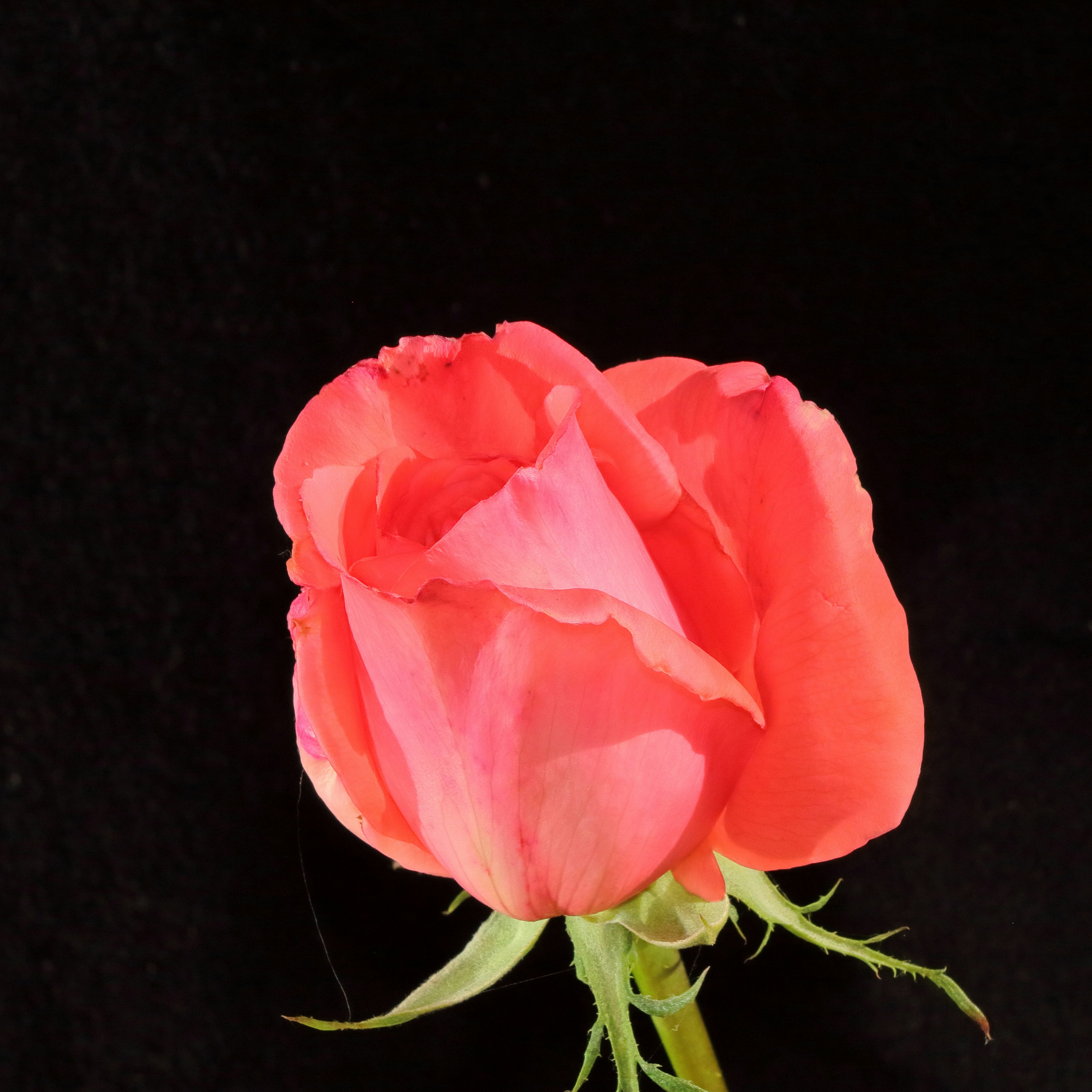 Rose in Velvet Darkness