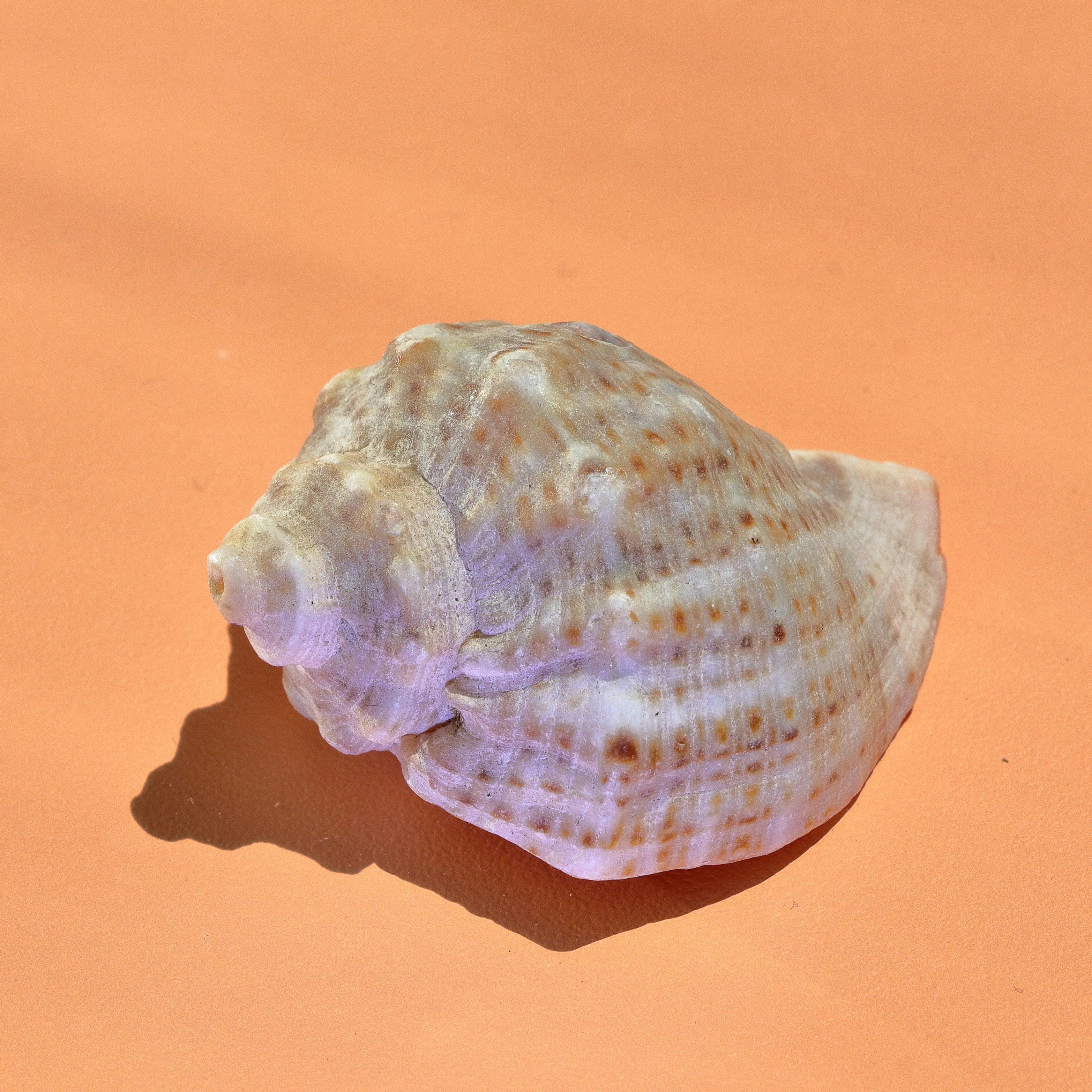 Sunlit Conch: A Single Shell on Warm Orange Sand
