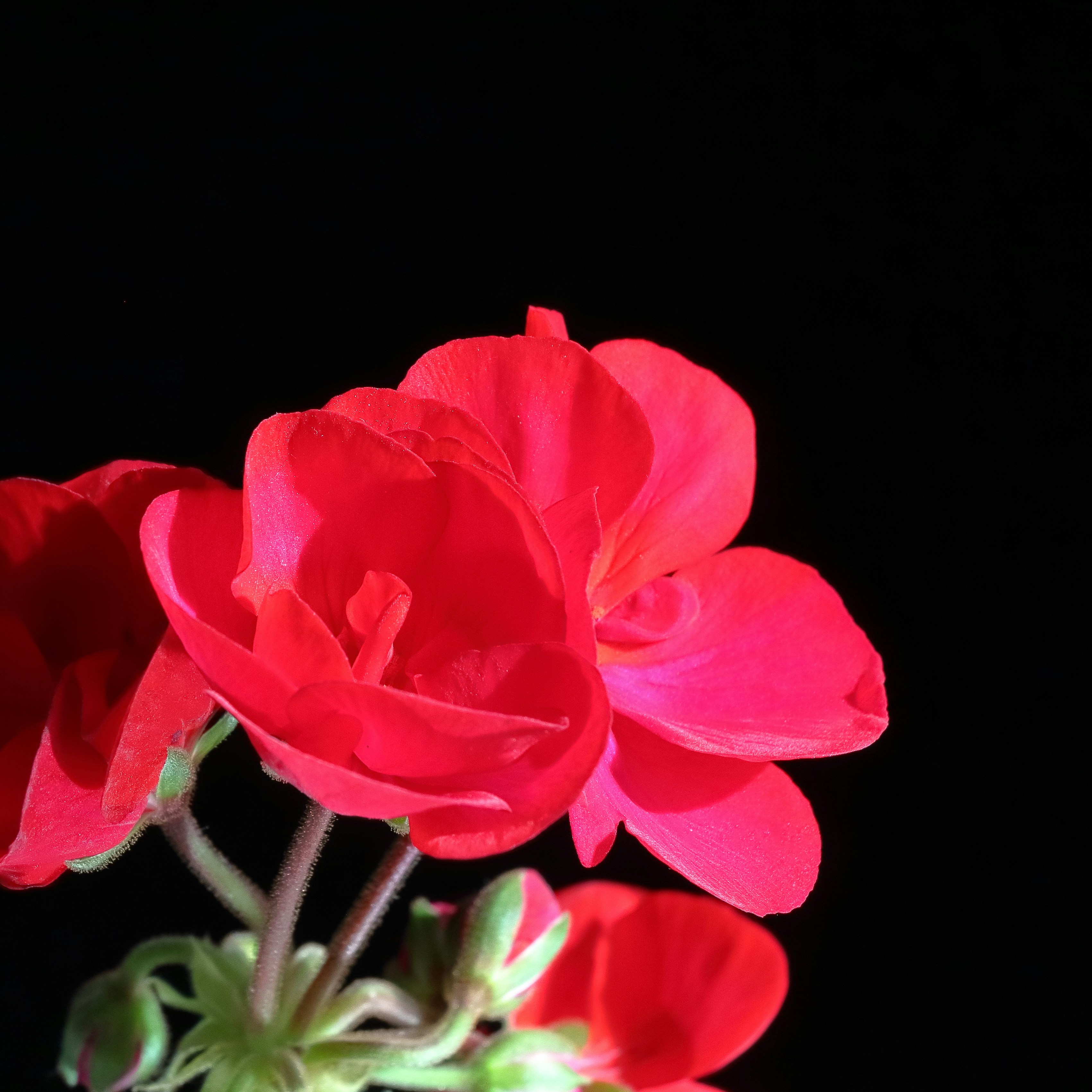 Red Bloom in the Void: A Close-Up of Vibrant Petals Against Darkness