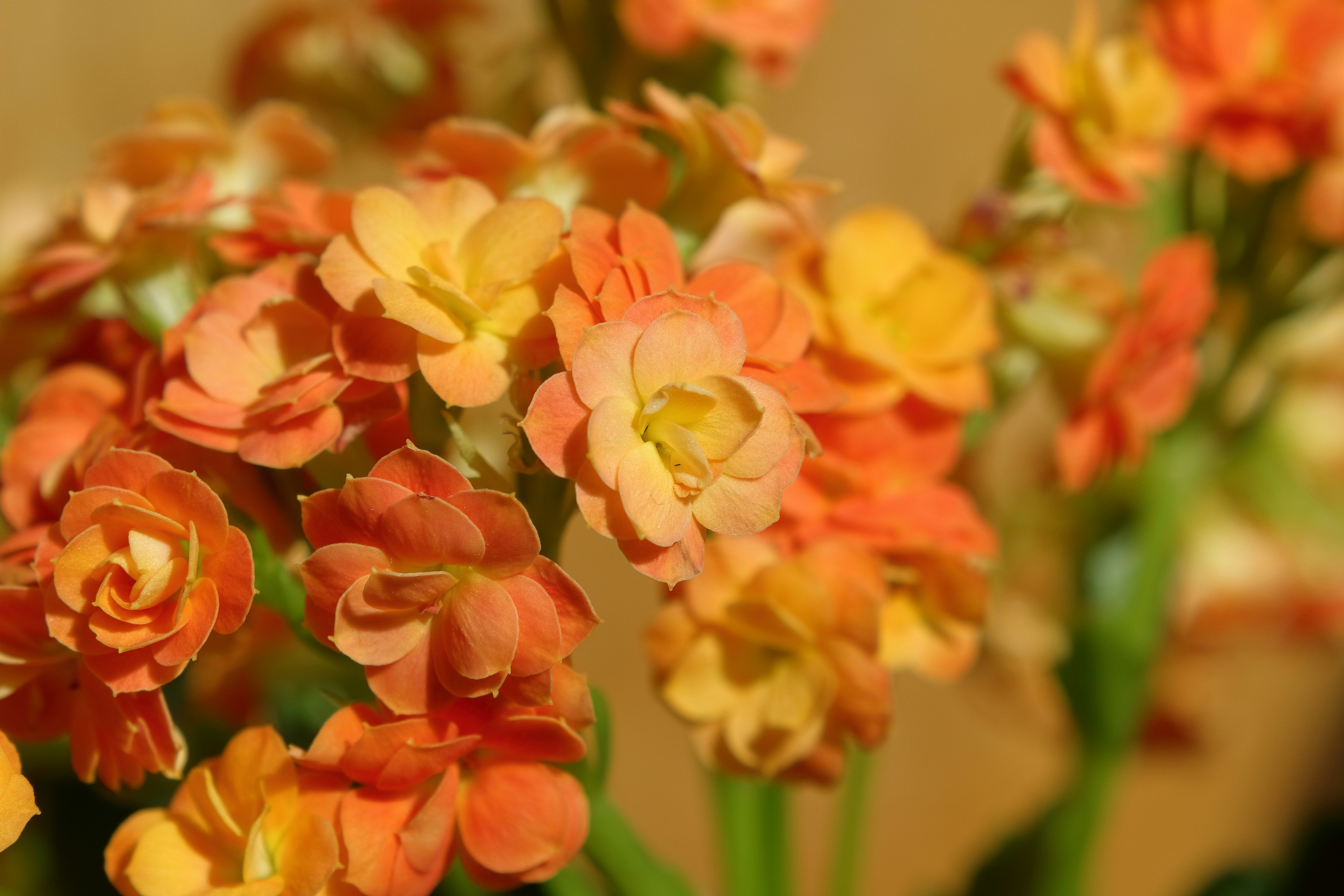 Warm Bouquet in Soft Focus: Orange-Scarlet Hue Cascade