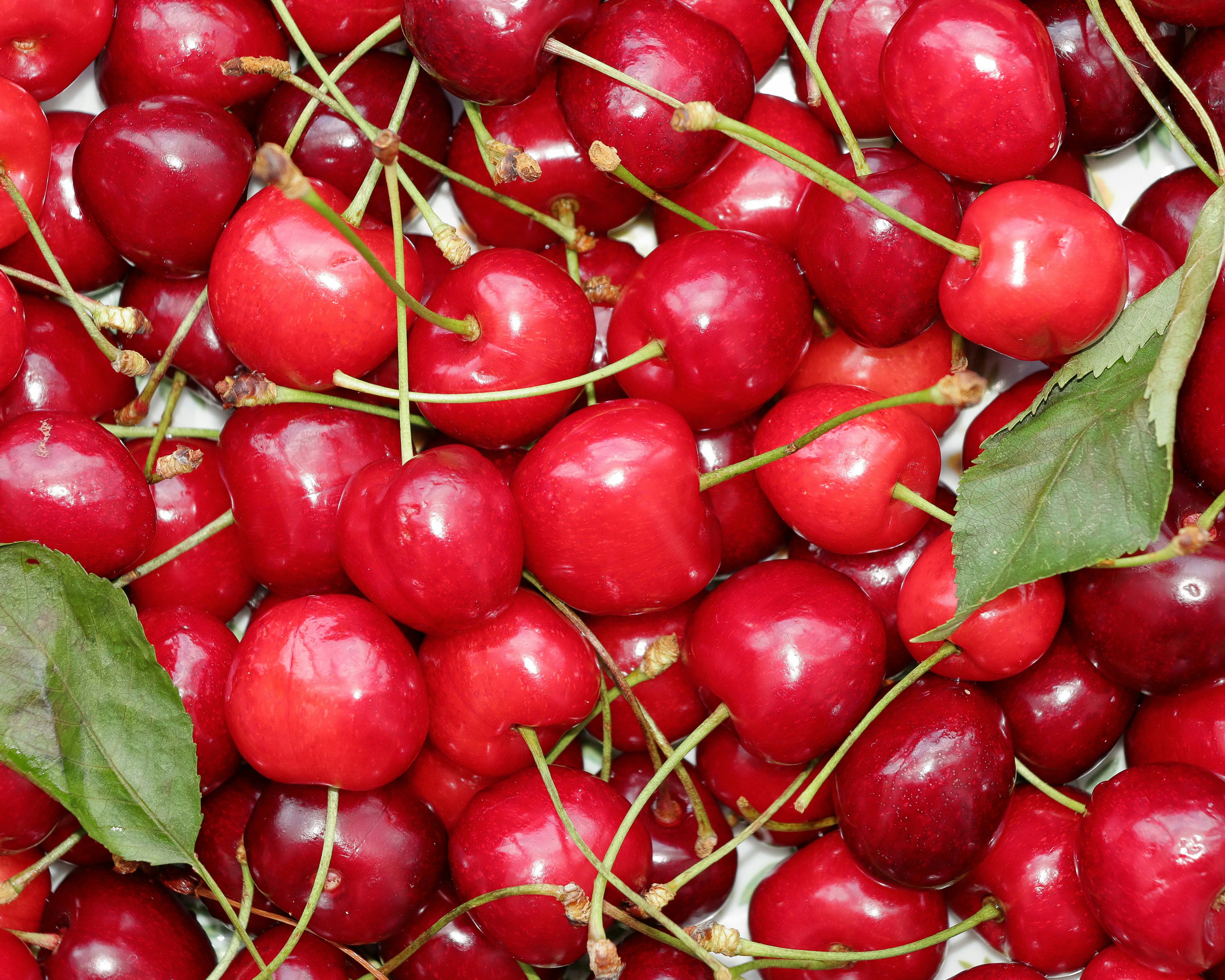 Scarlet Harvest: A Close-Pressed Bunch of Glowing Cherries