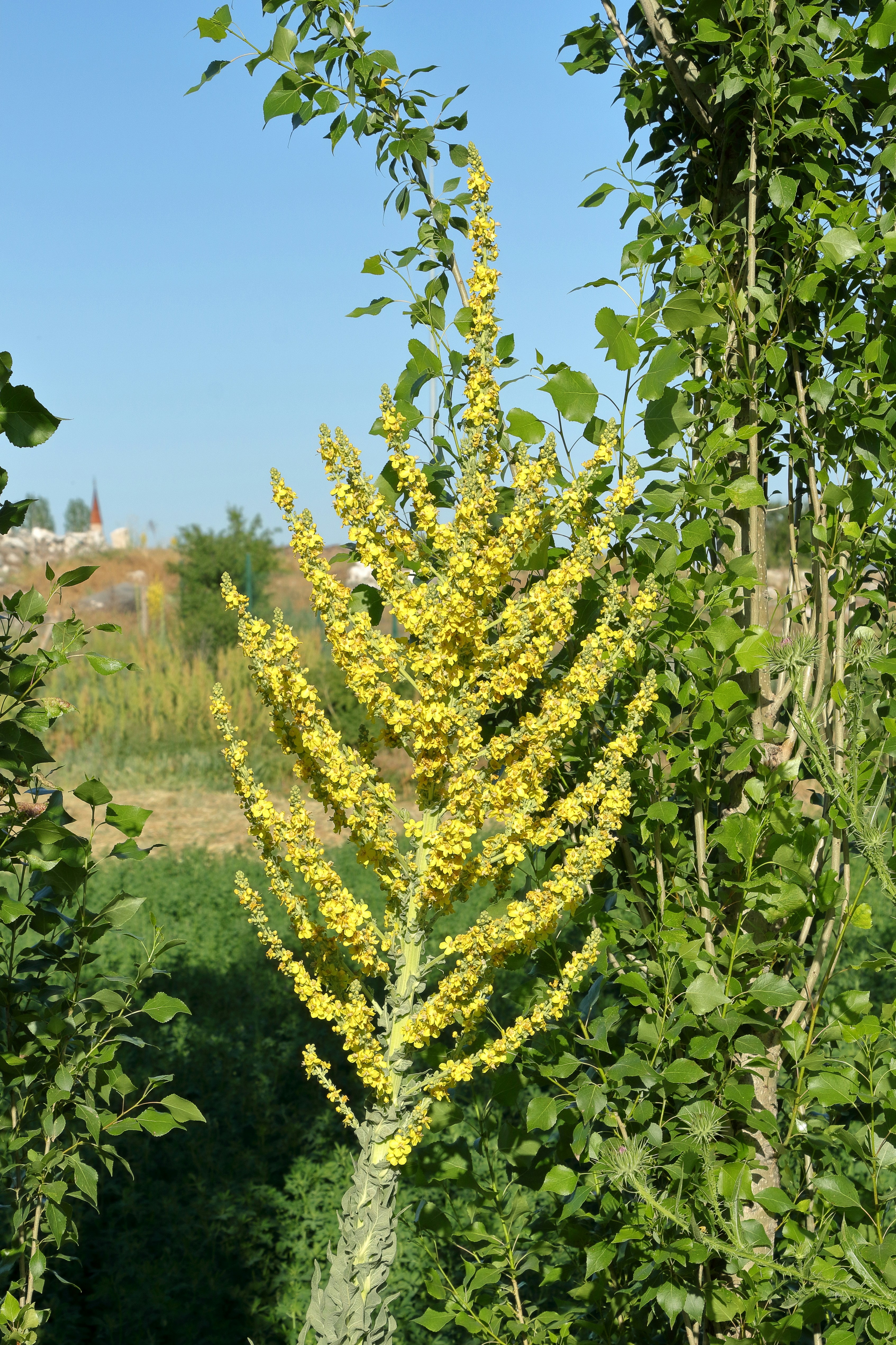 Golden Spike: a flowering shrub reaches for a clear sky