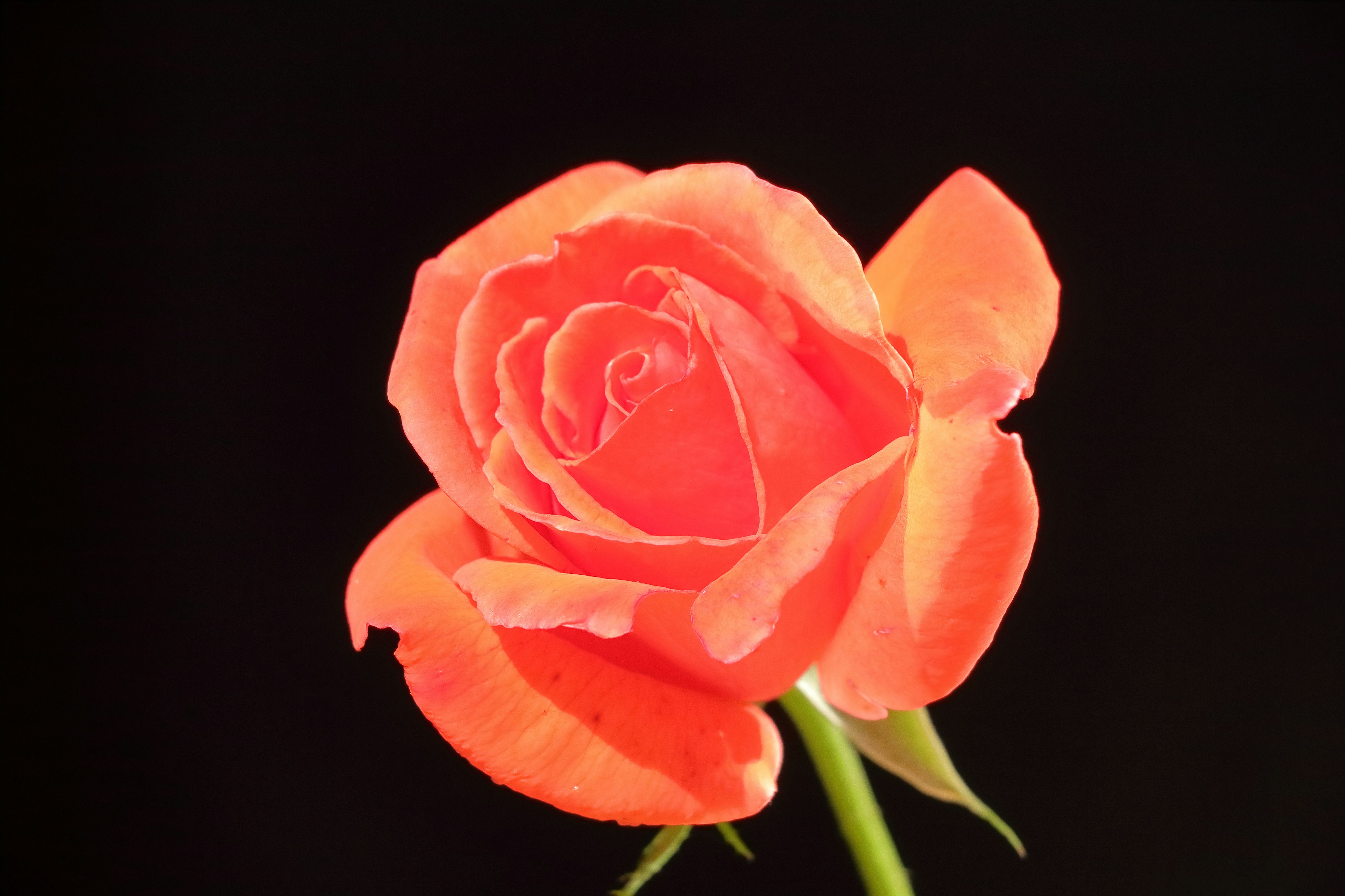 Close-Pressed Bloom: A Coral Rose in Velvet Darkness