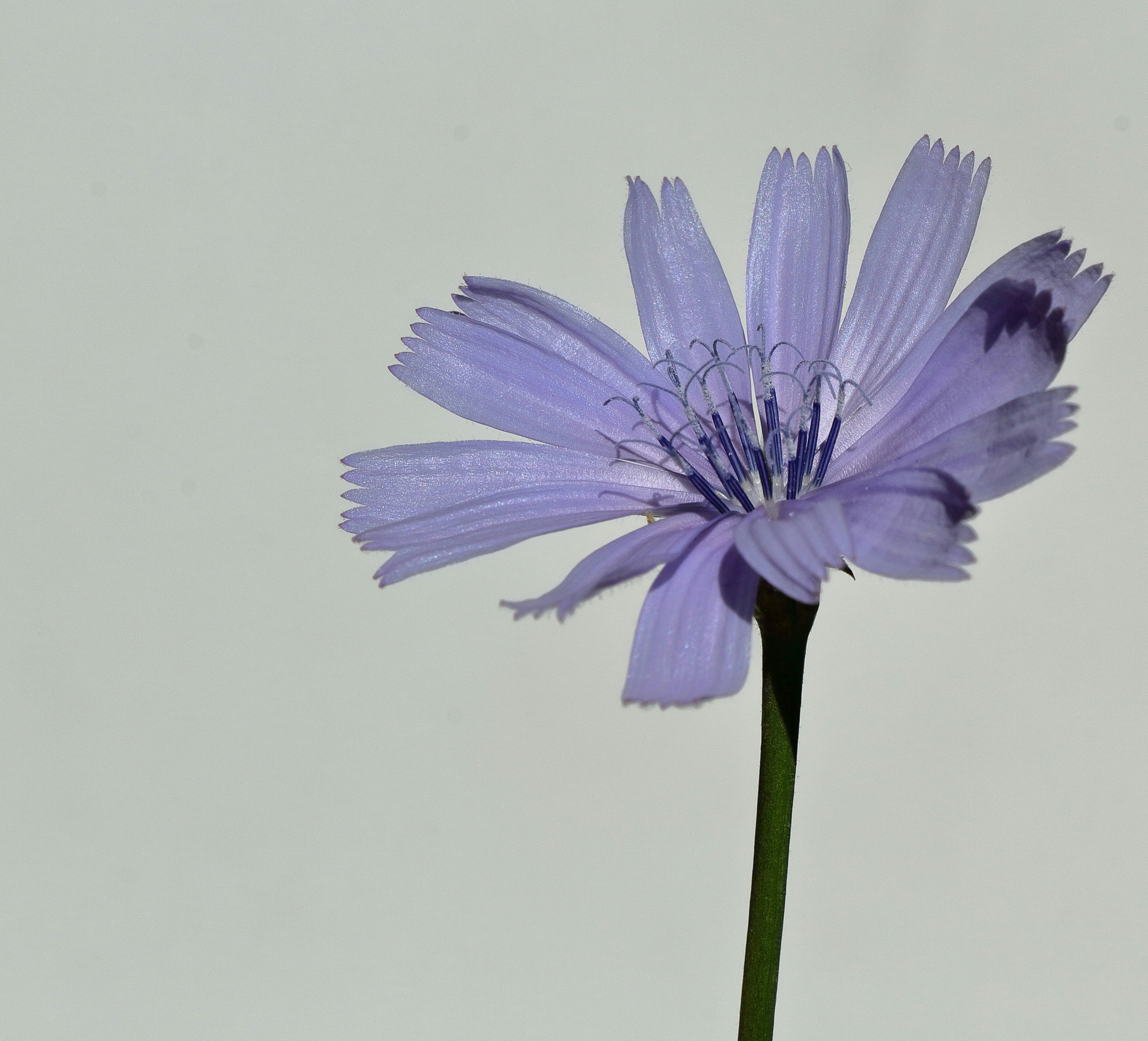 Lavender Bloom Against a Pale Backdrop