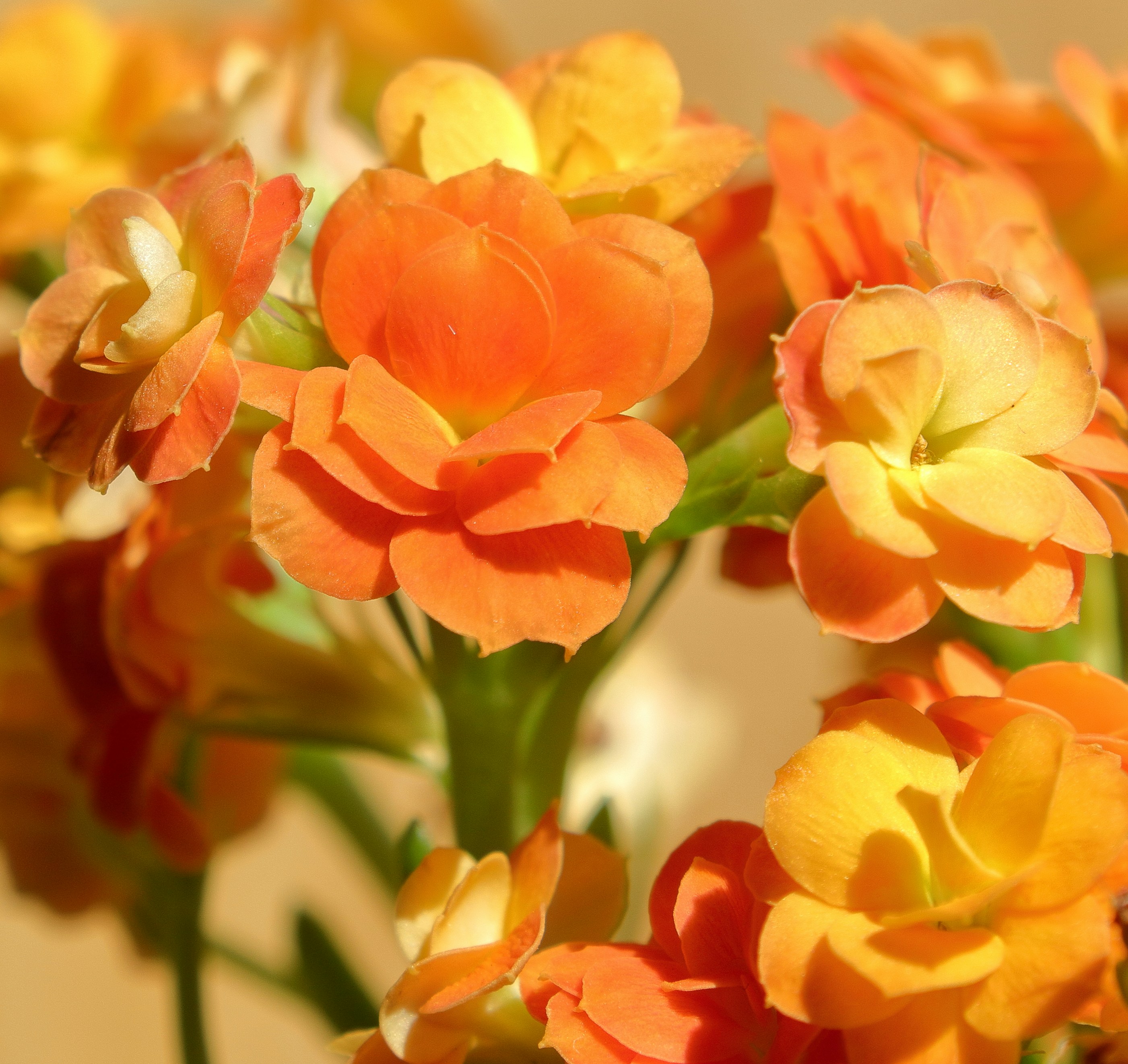 Orange Blossom Spotlight: Central Bloom Amid Soft Backlight