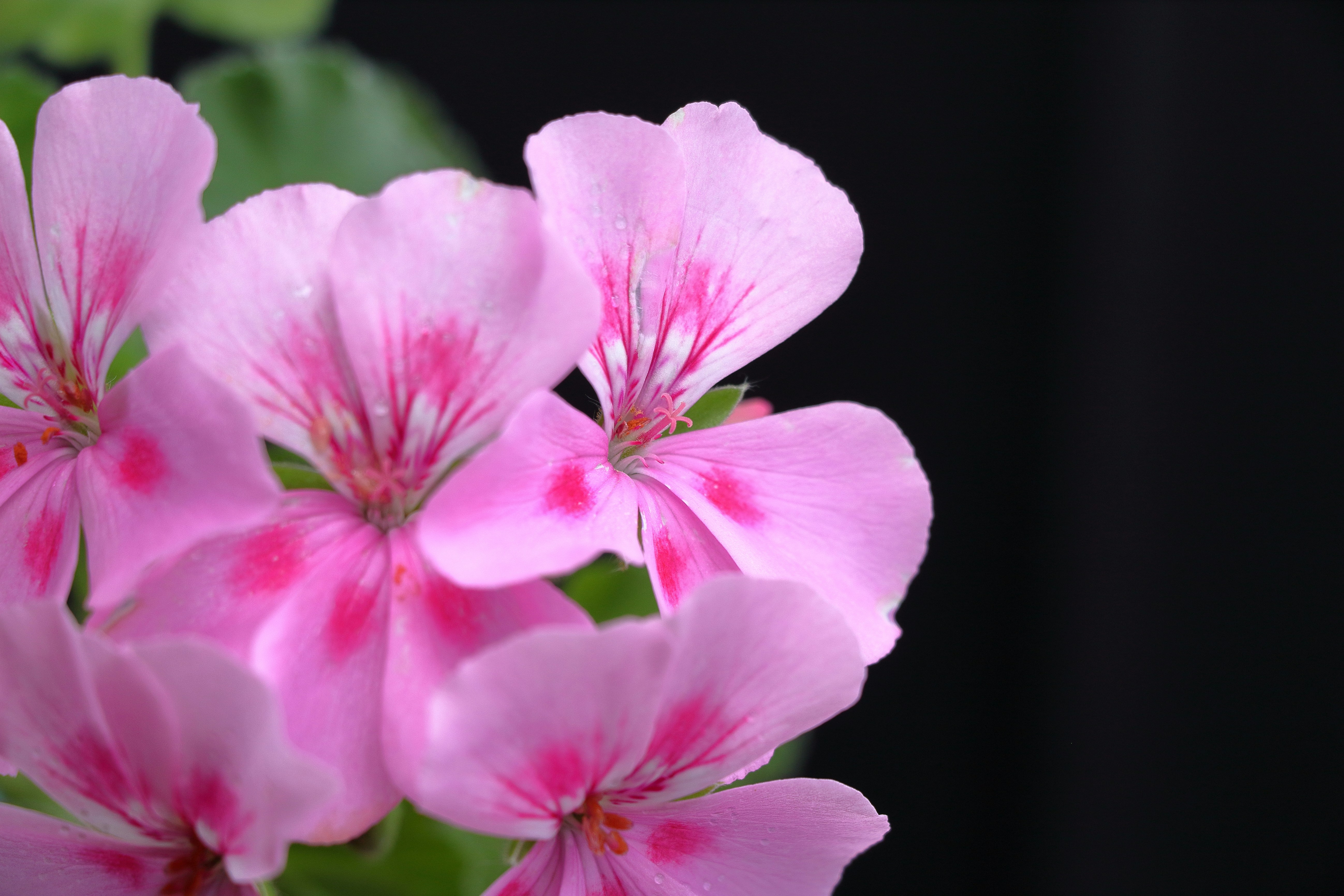 Pink Petal Proximity: Close-Up of Blooming Geraniums Against Velvet Night