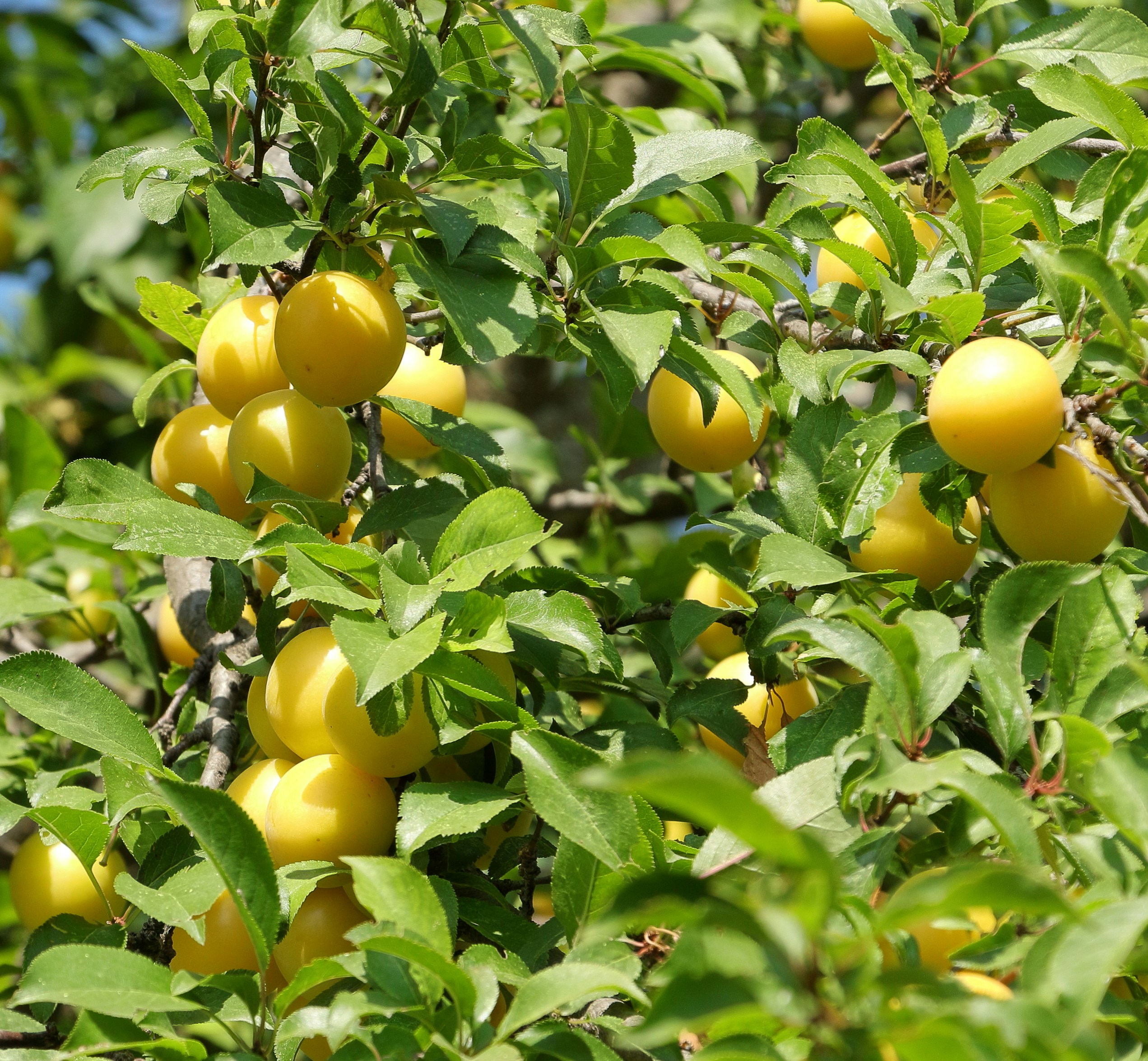 Sunlit Citrus Bounty: A Dense Grove of Golden Lemons