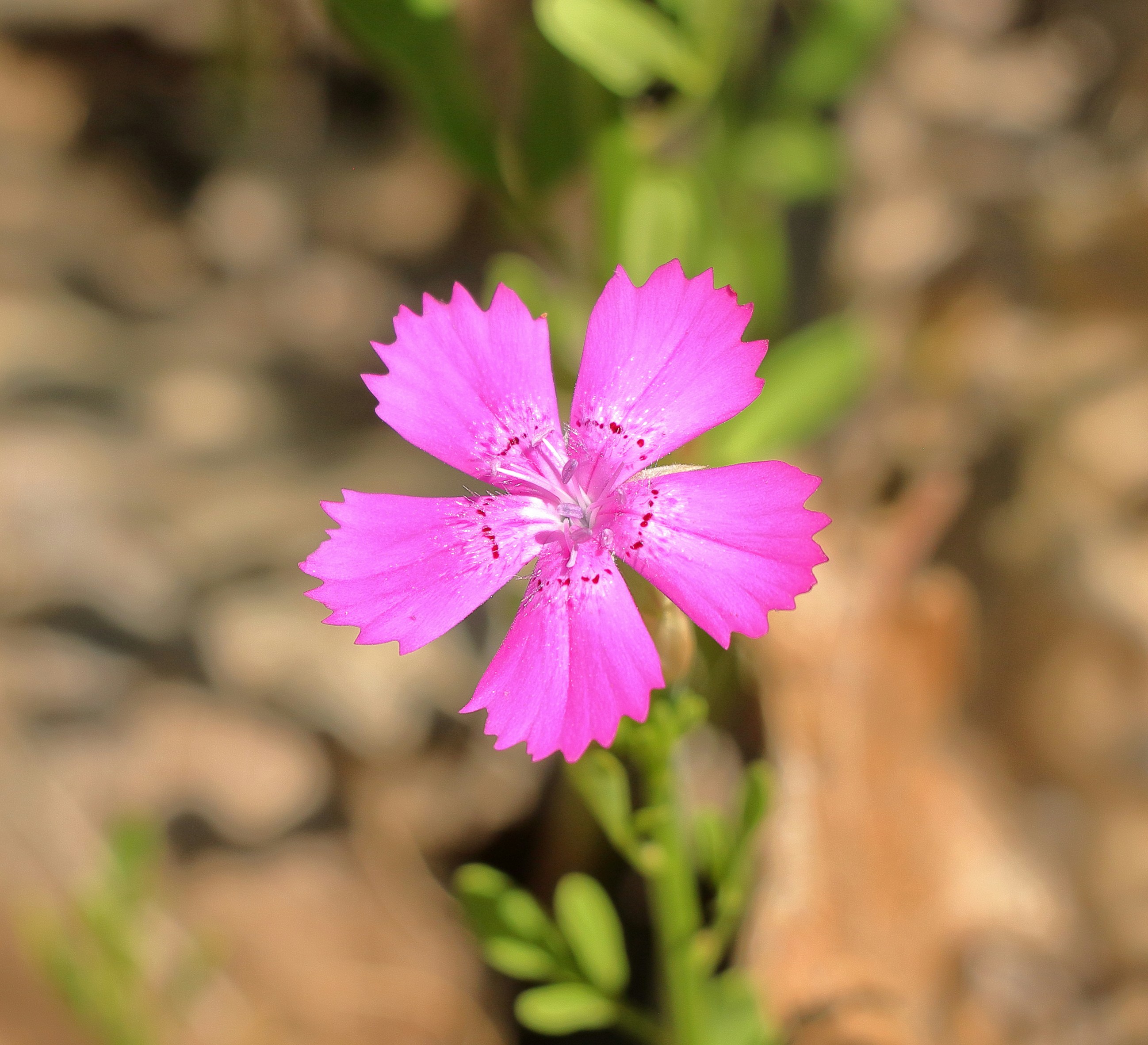 Pink Five-Petal Bloom Framed in Soft Natural Light
