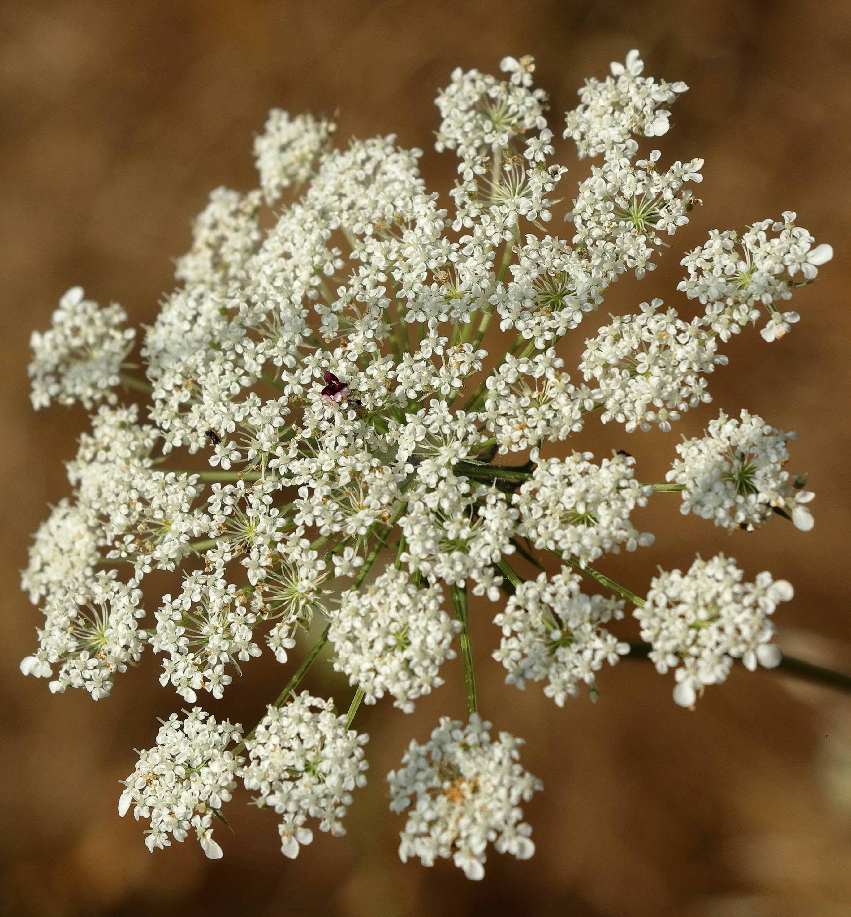 Microcosm of White Bloom: A Budding Corolla Under Warm Bokeh