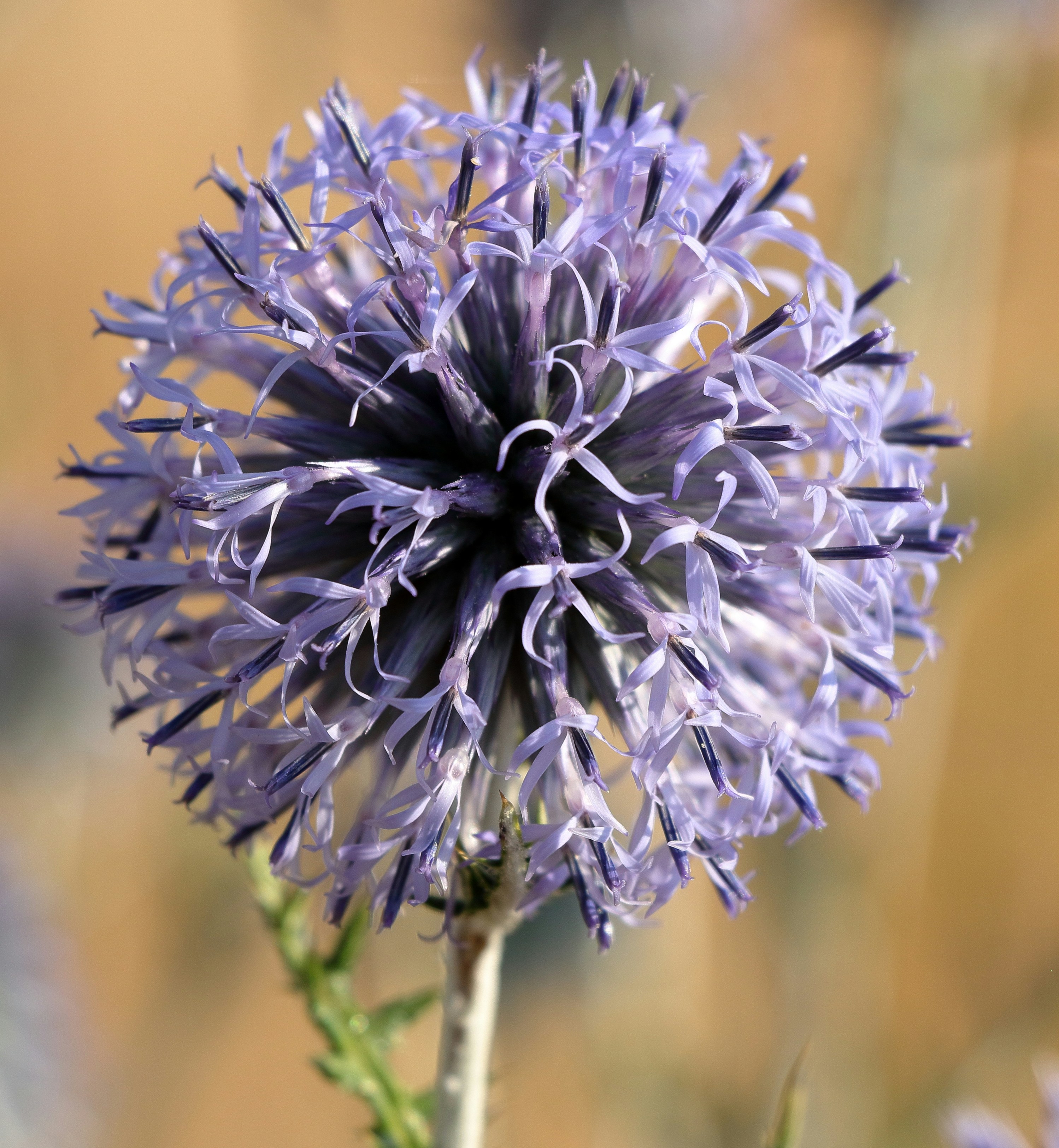 Purple Allium Portrait: A Burst of Spiky Violet in a Garden Quiet