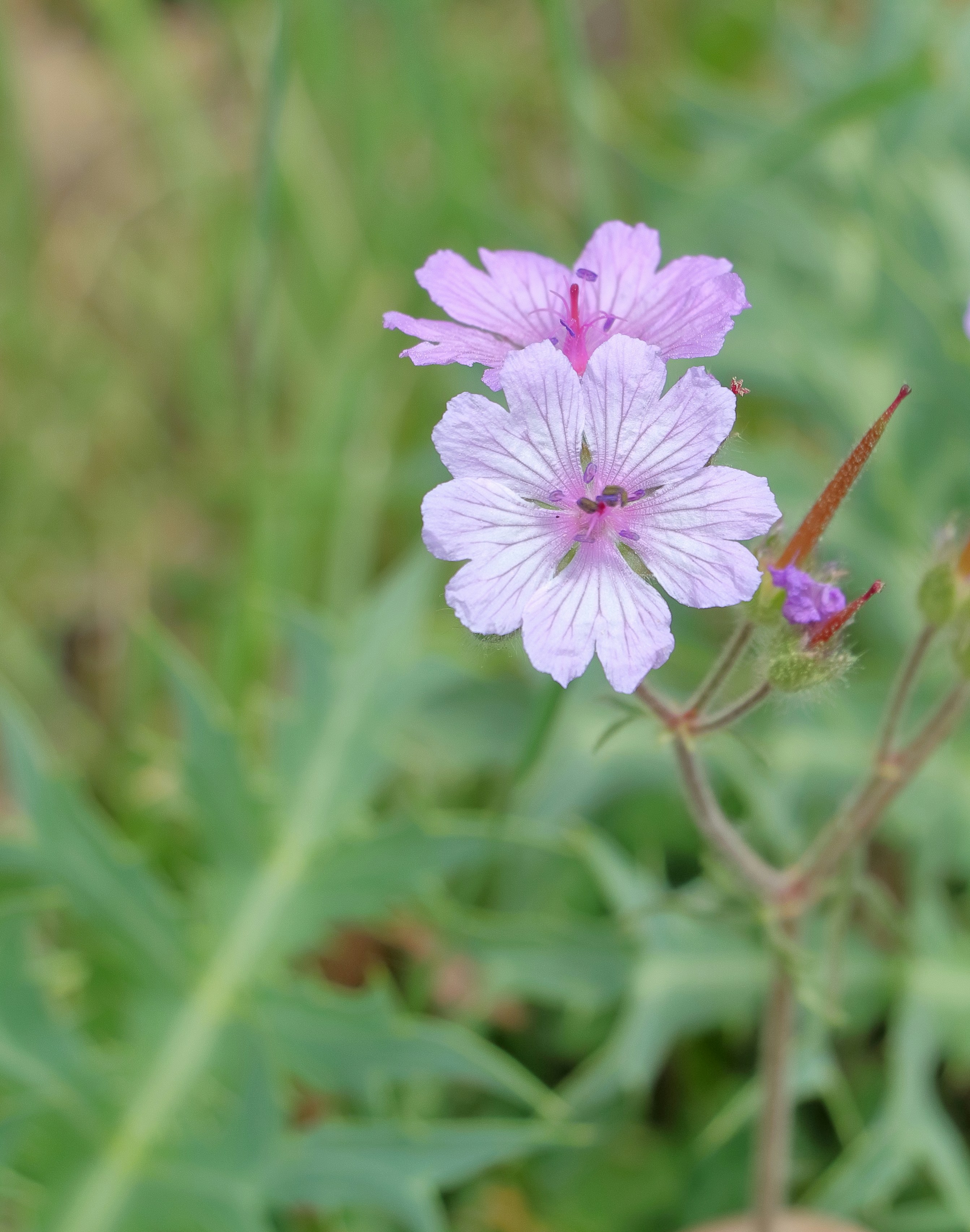 Lavender-hued bloom Portrait in Soft Meadow Light