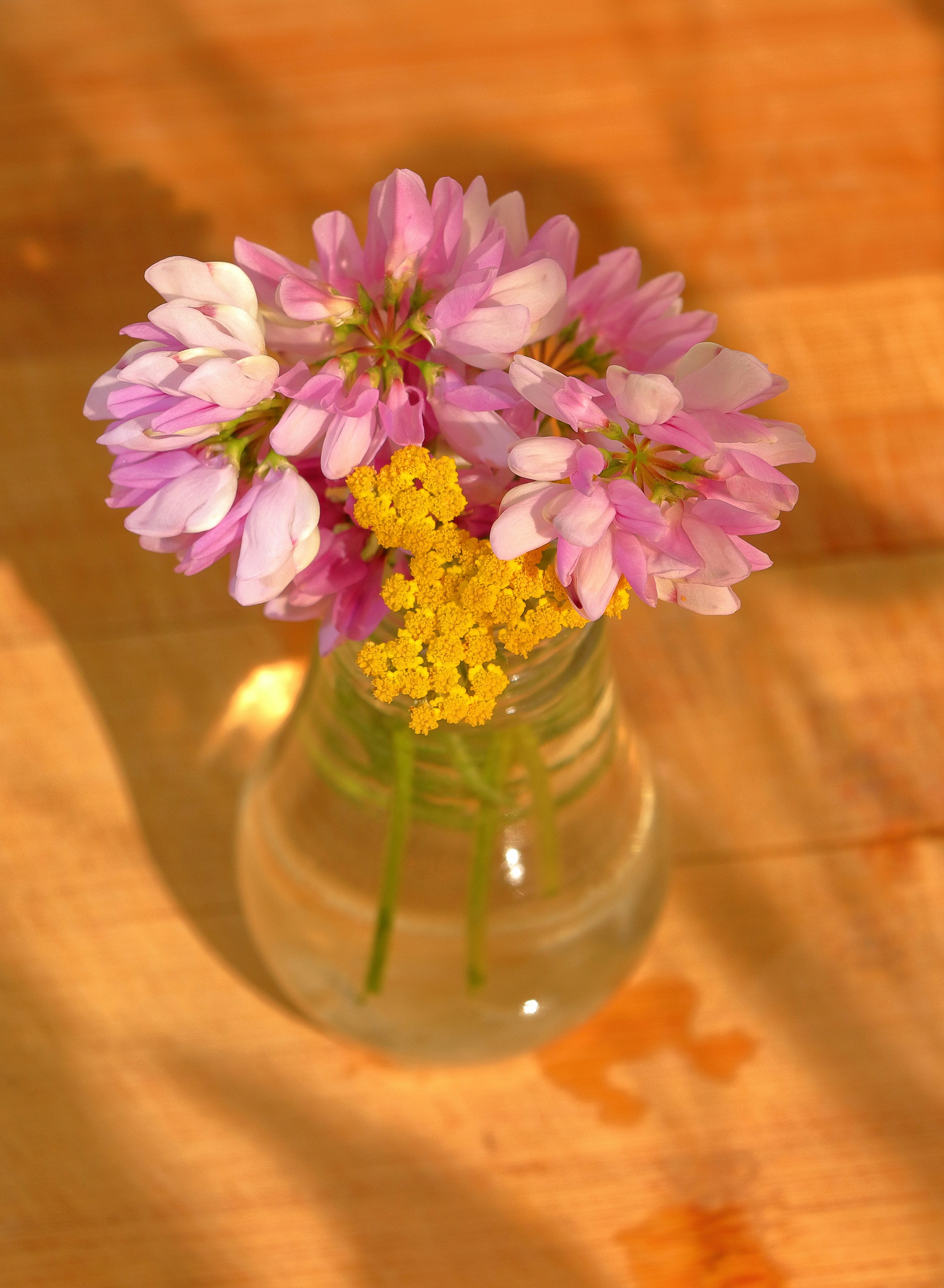 Pink Asters in Warm Glass — Still Life with Sunlit Vase