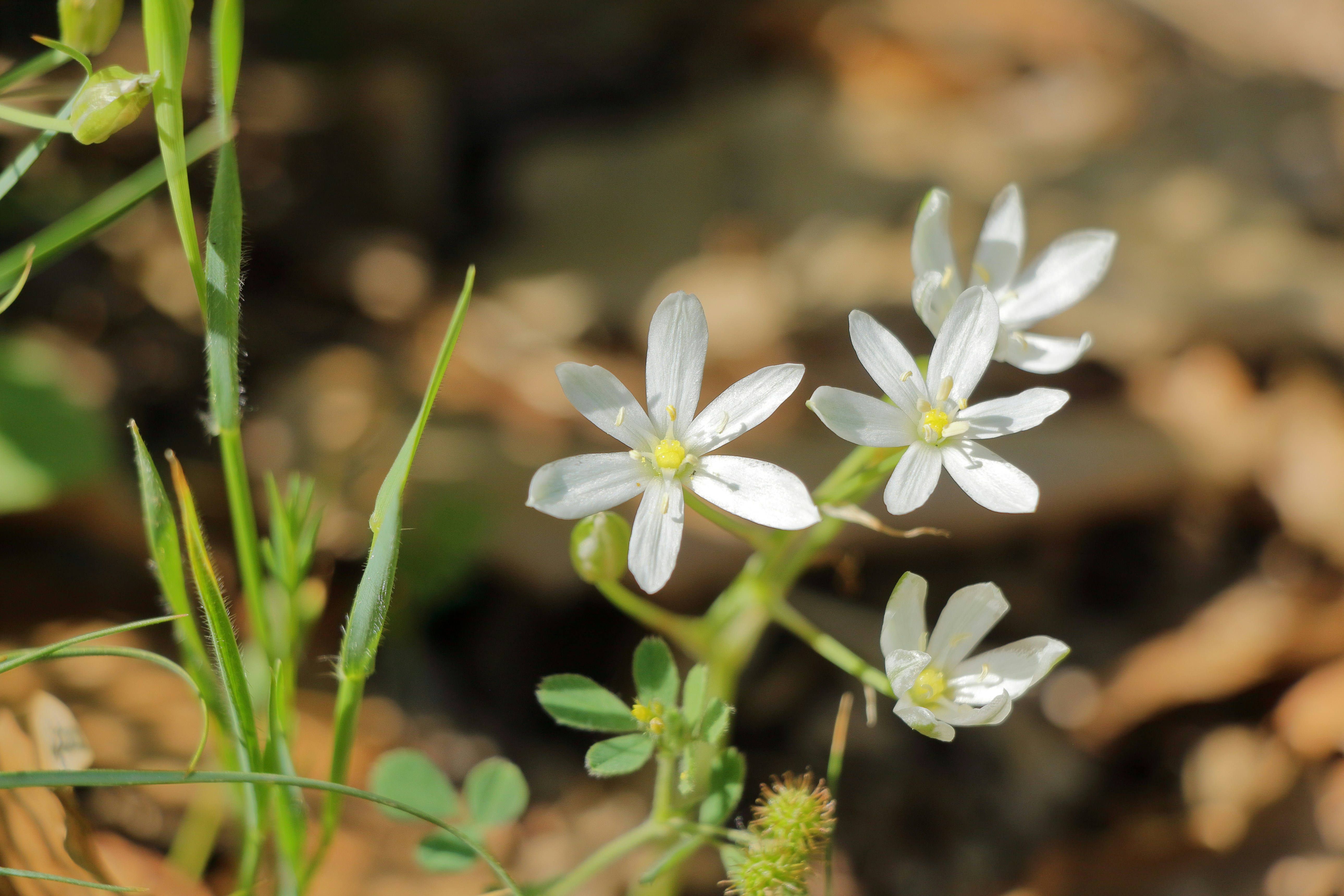White-star Flowers in Focus: Delicate Garden Portrait