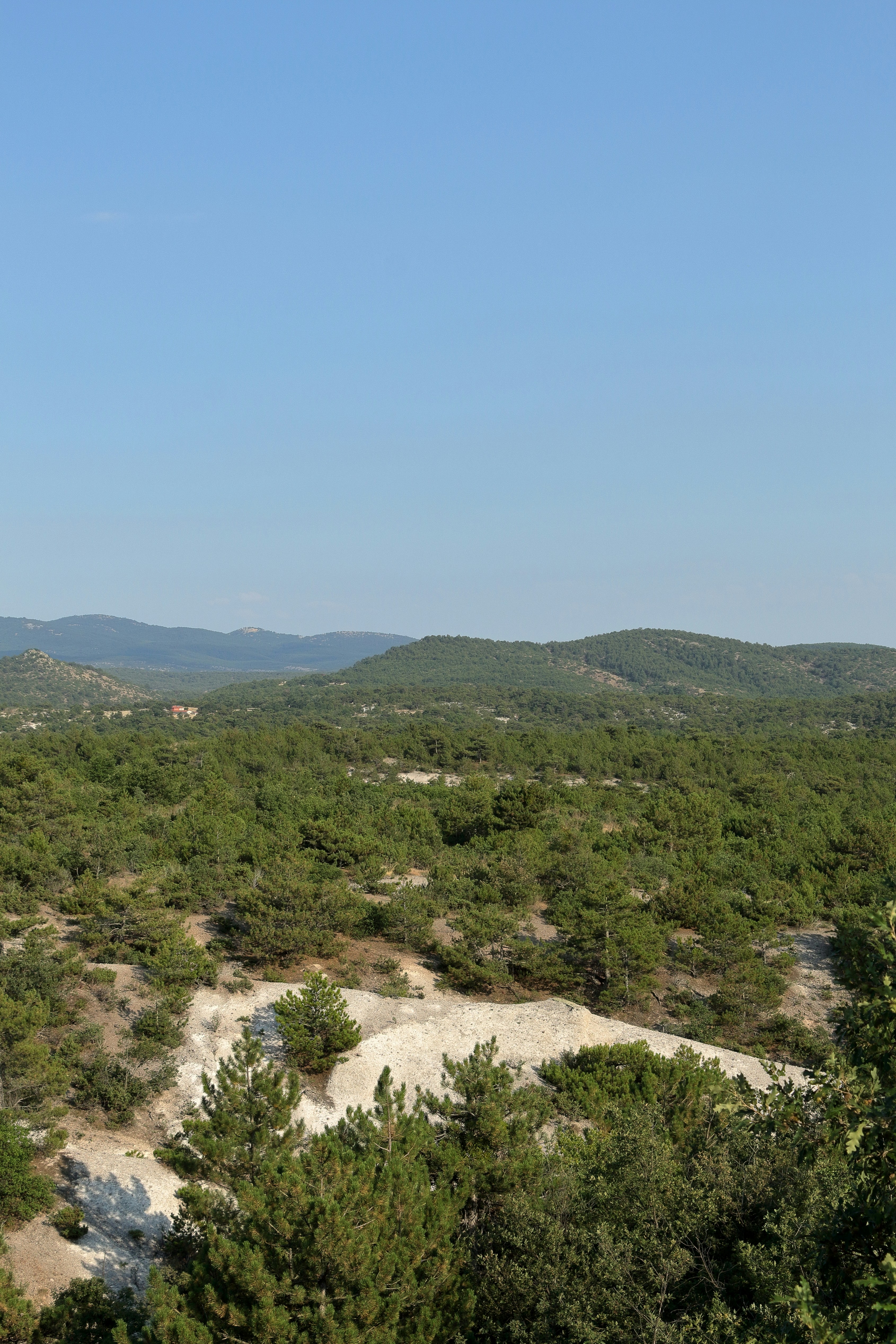 Horizon Trough: Pine Hills Beyond a Quiet Sky