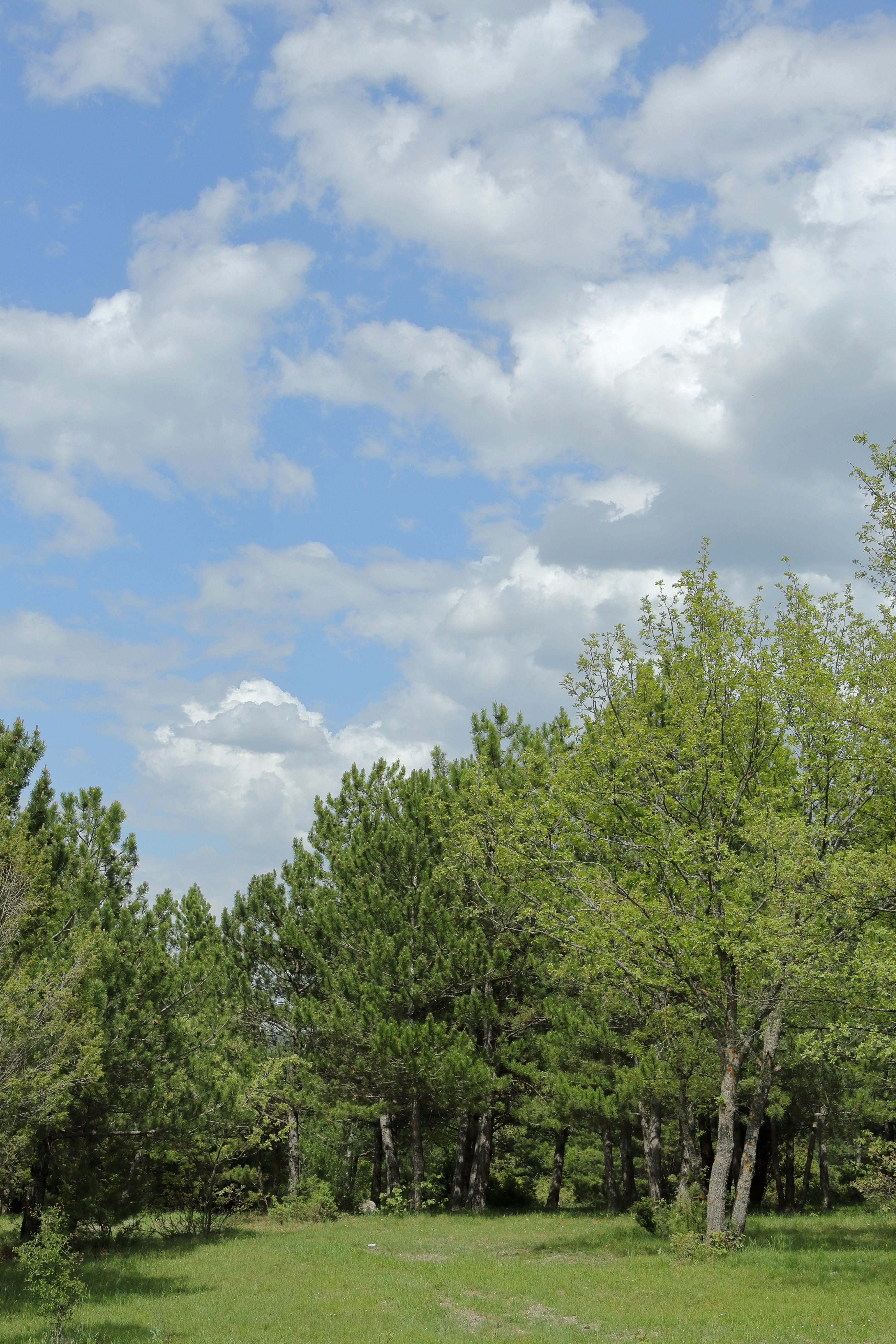 Sunlit Clearing Beneath a Sky-Row of Pines