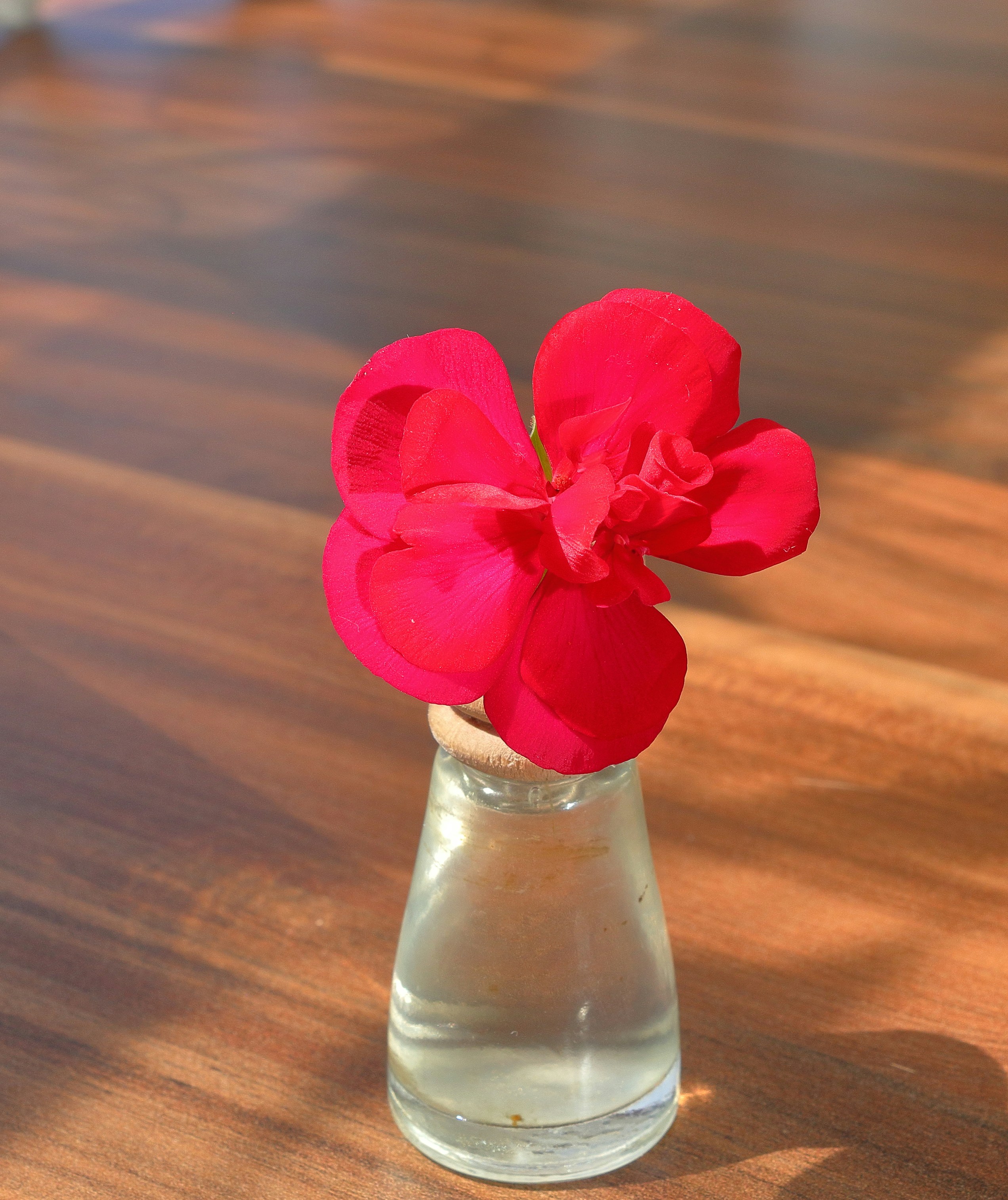 Crimson Bloom in a Glass Vessel