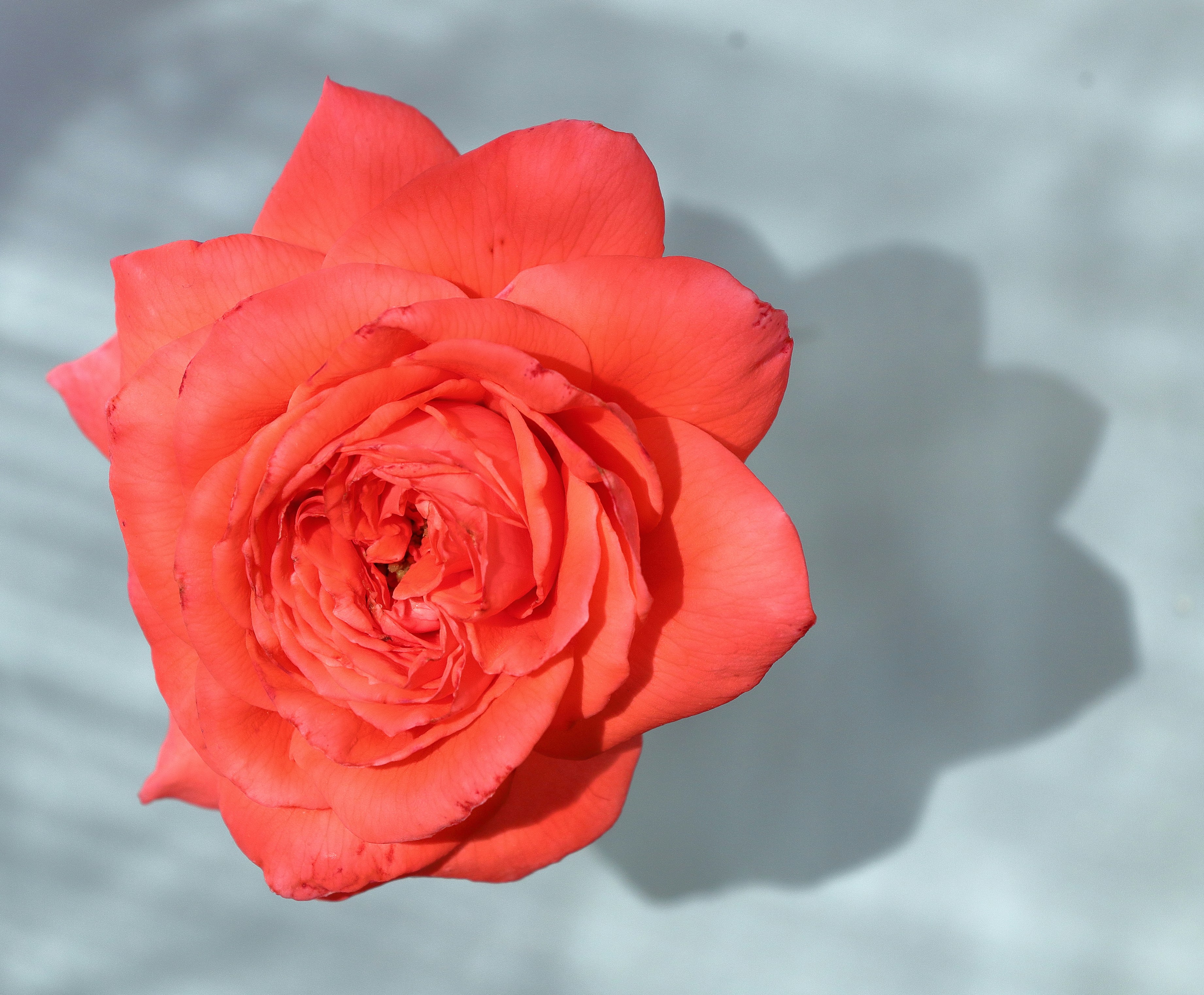 Coral Rose Banquet: A Close-Up with Soft Shadows