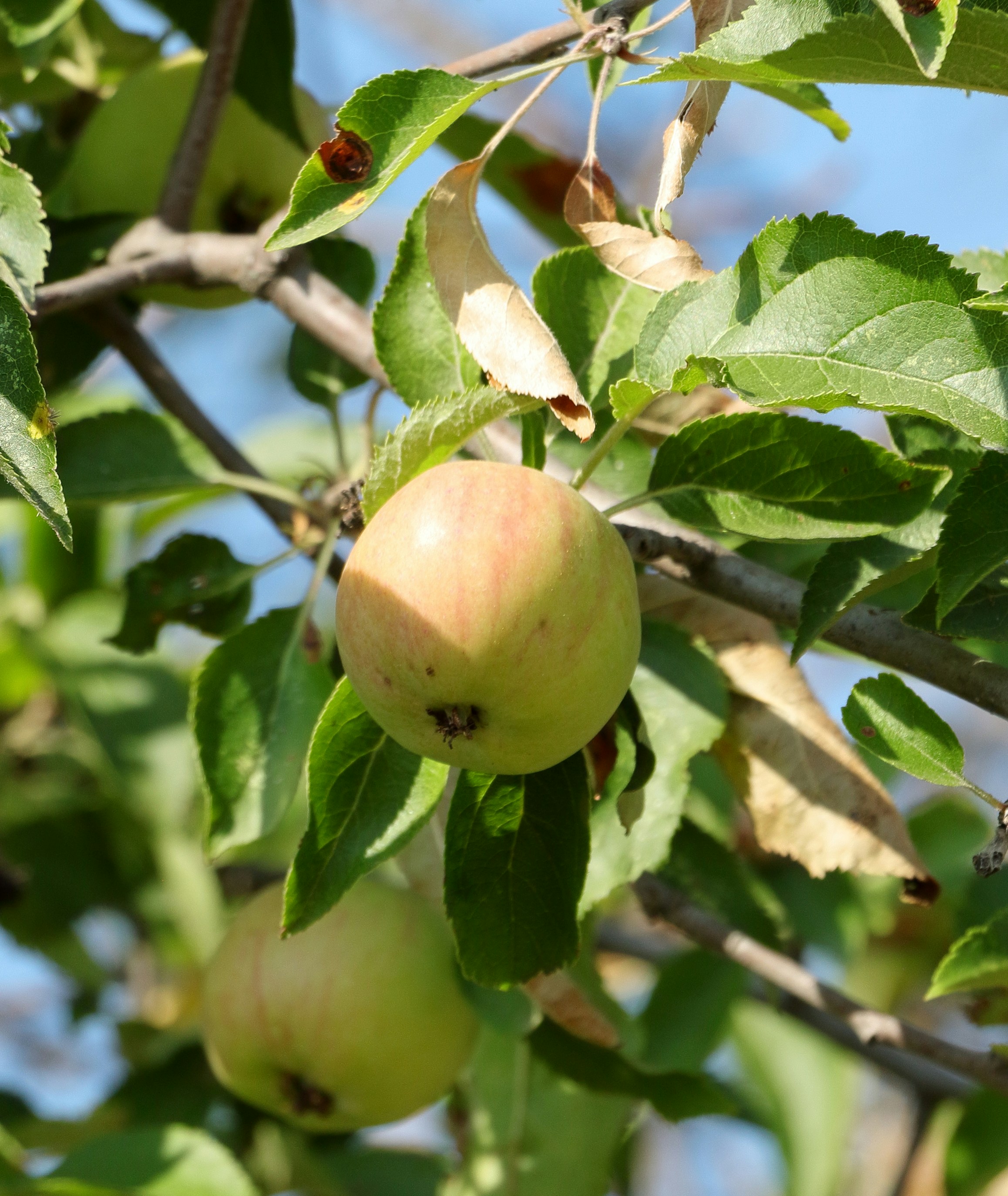 Fruit in the Sun: An Apple Basks on a Green Canopy