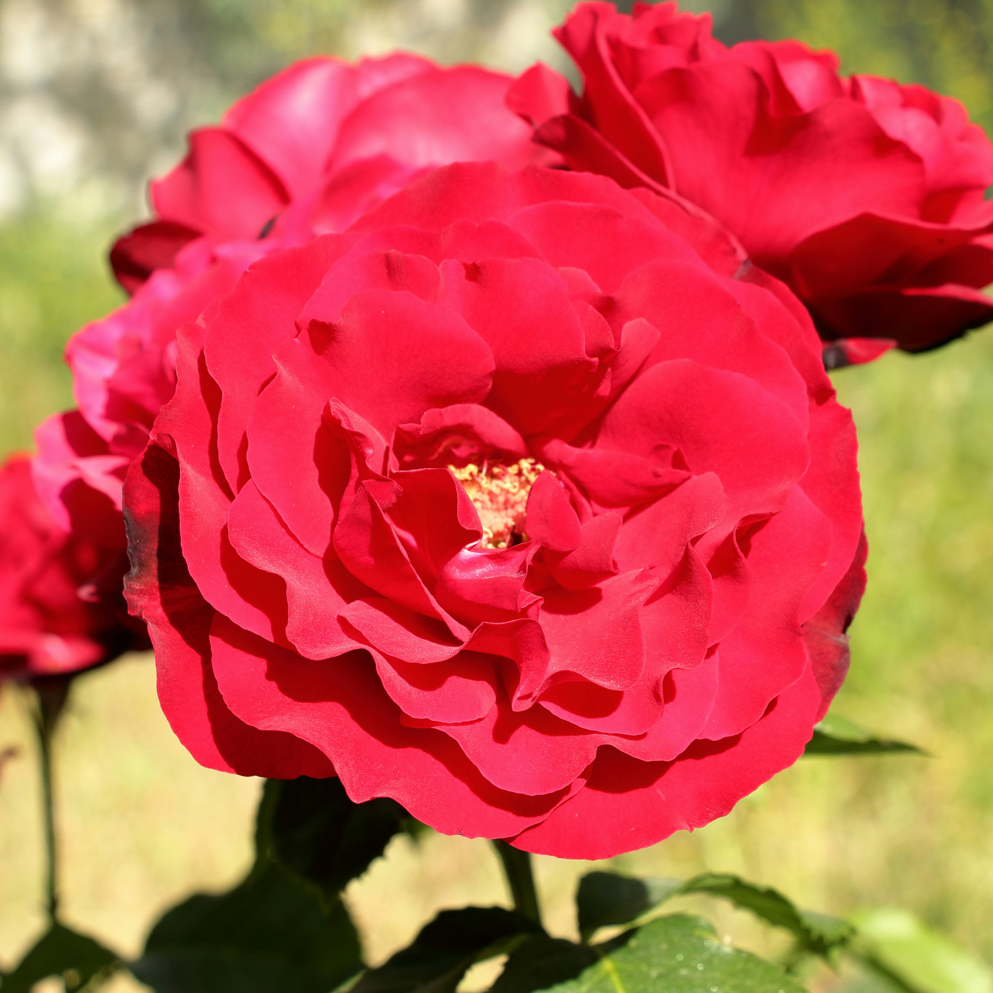Crimson Bloom: Close-Up of a Velvet Rose in Sunlit Garden