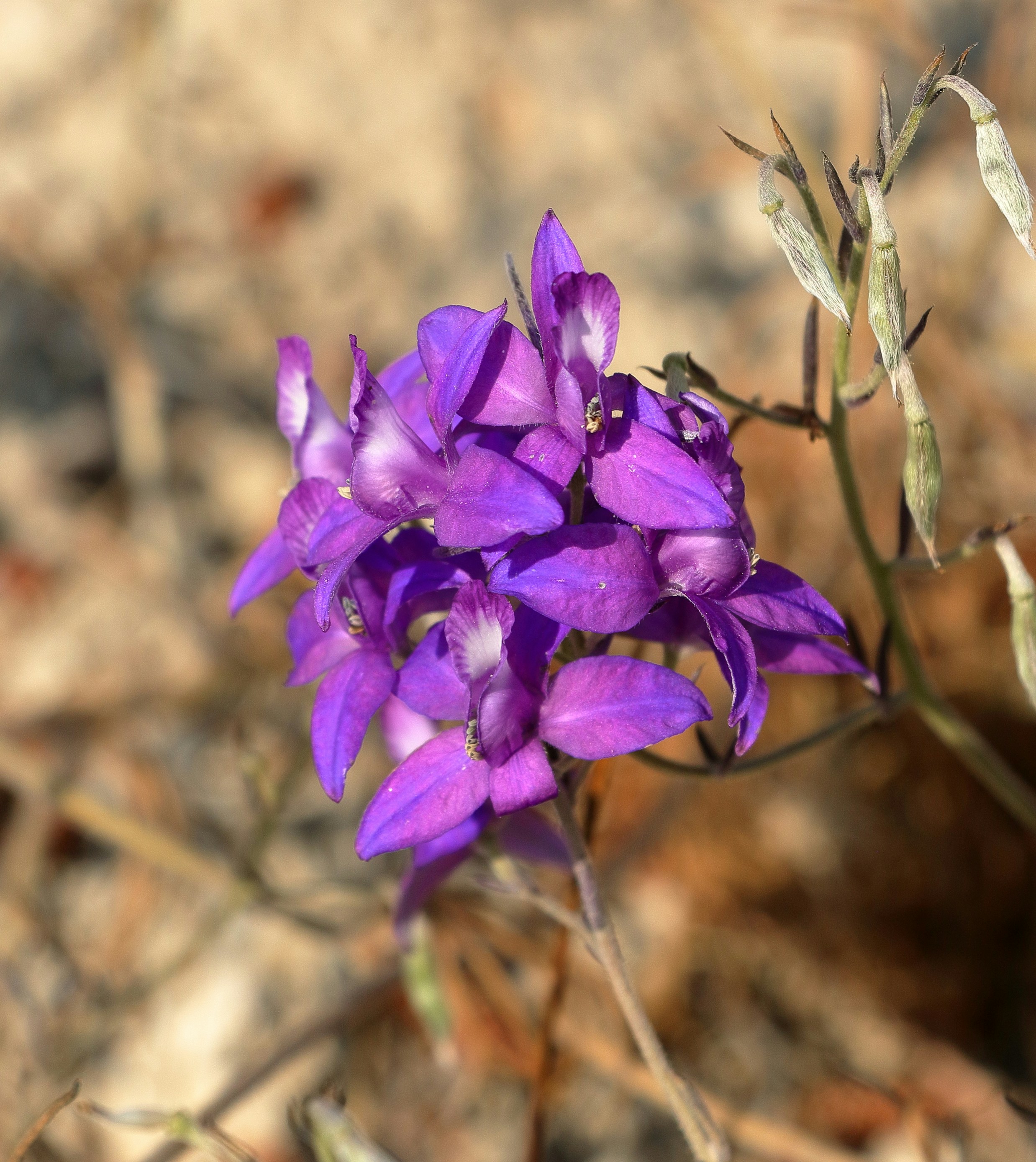 Violet Cluster in Arid Light: A Desert Bloom Portrait